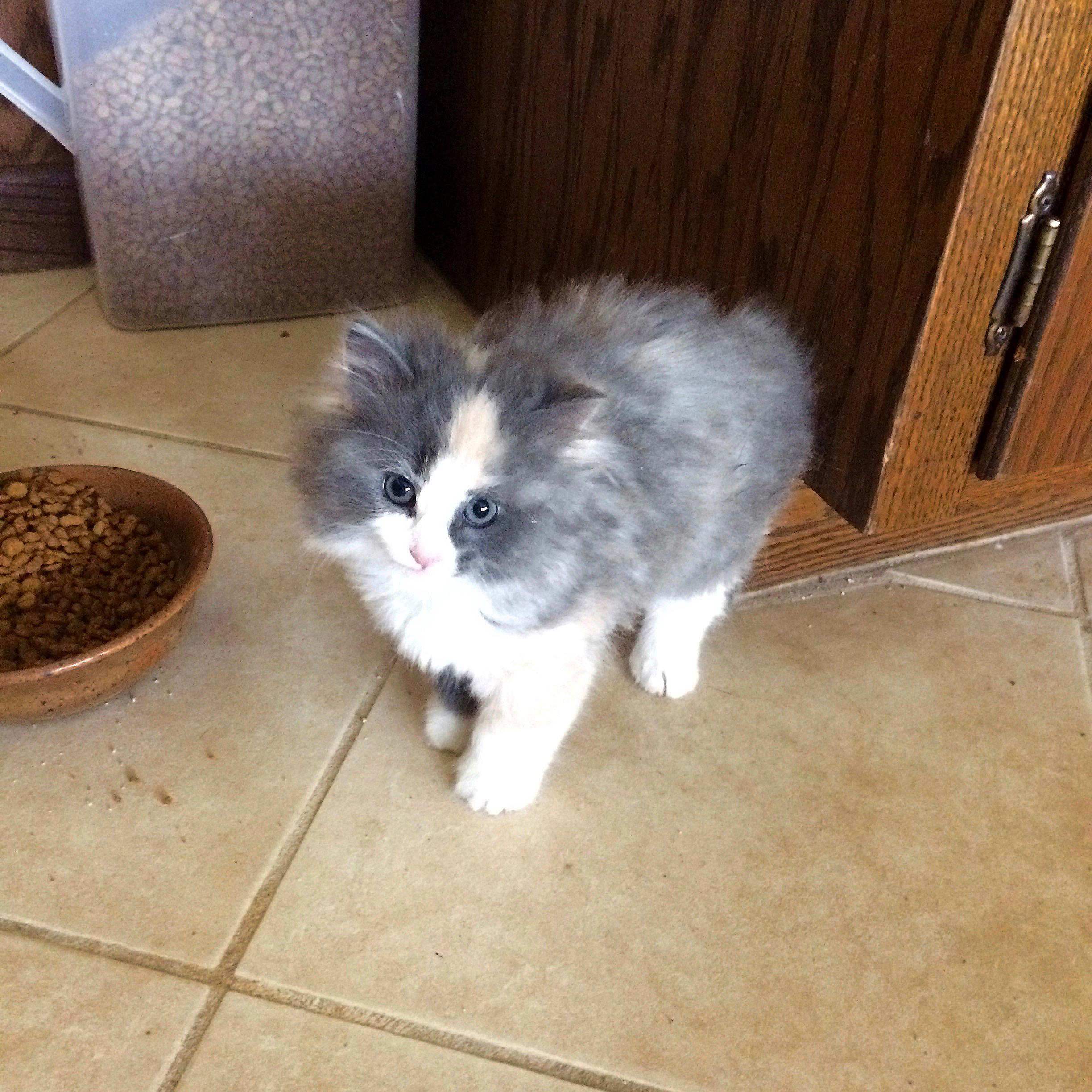 Dustball, the smallest, roundest floof | Scrolller