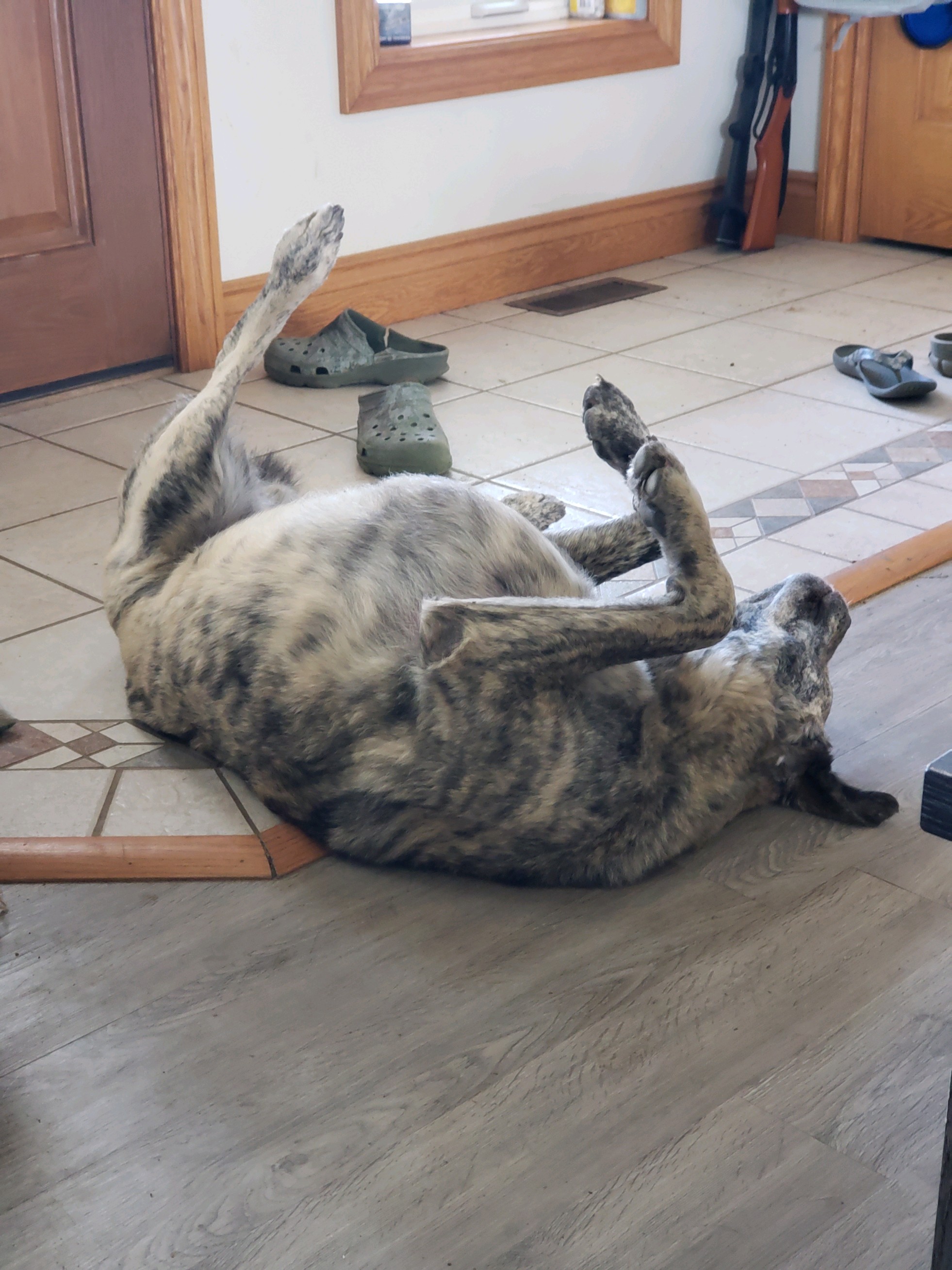 Dusty is broken | Scrolller