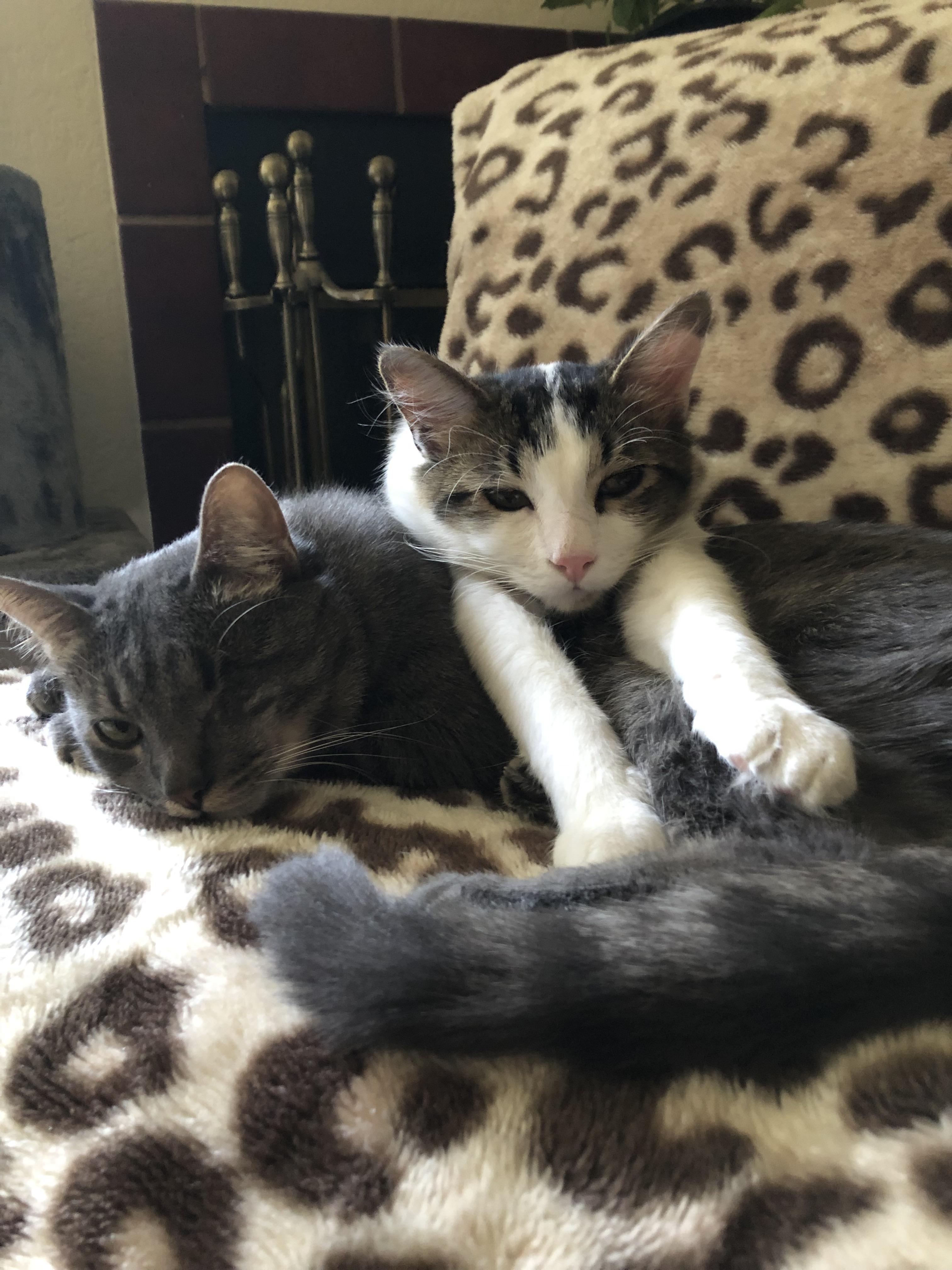 Early morning cuddle puddle | Scrolller