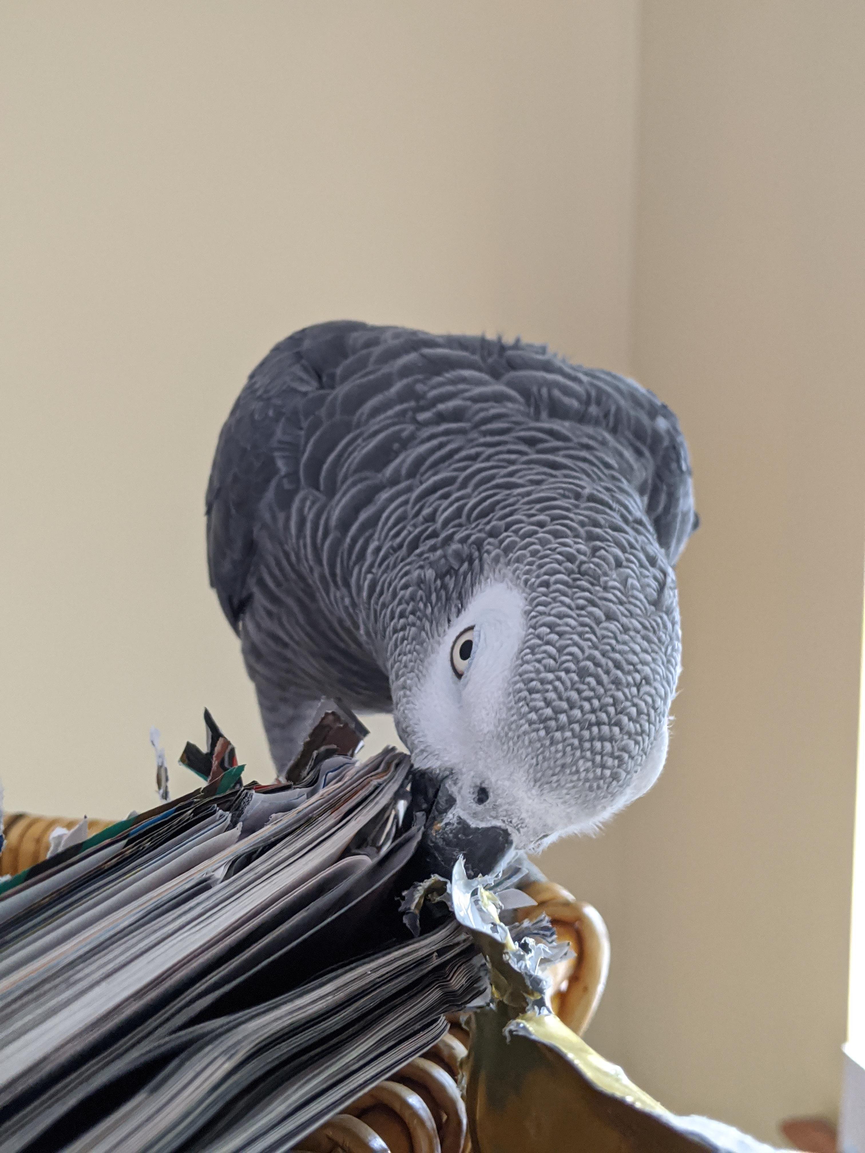 Echo also know as Termite | Scrolller