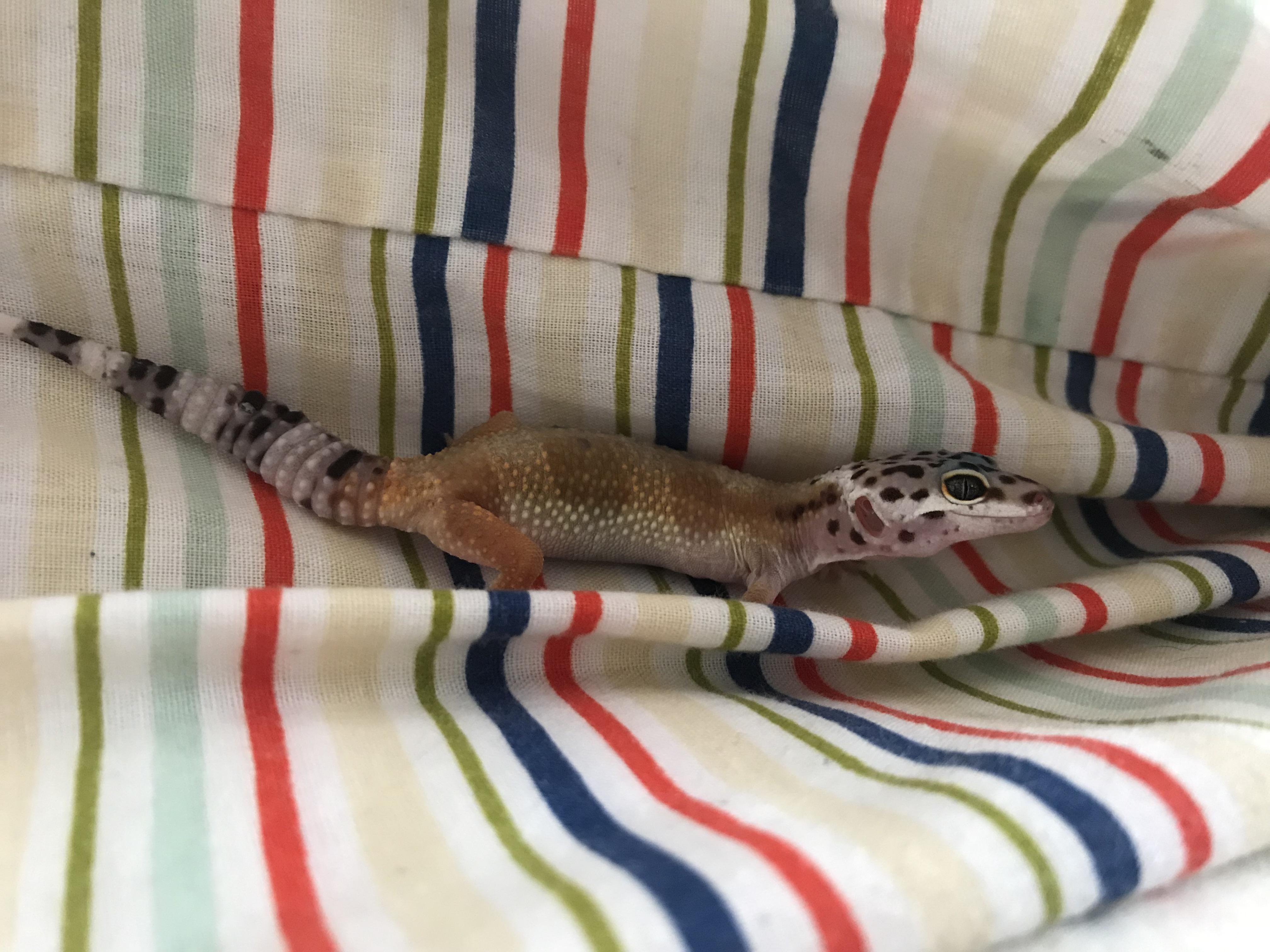 Echo the gecko | Scrolller