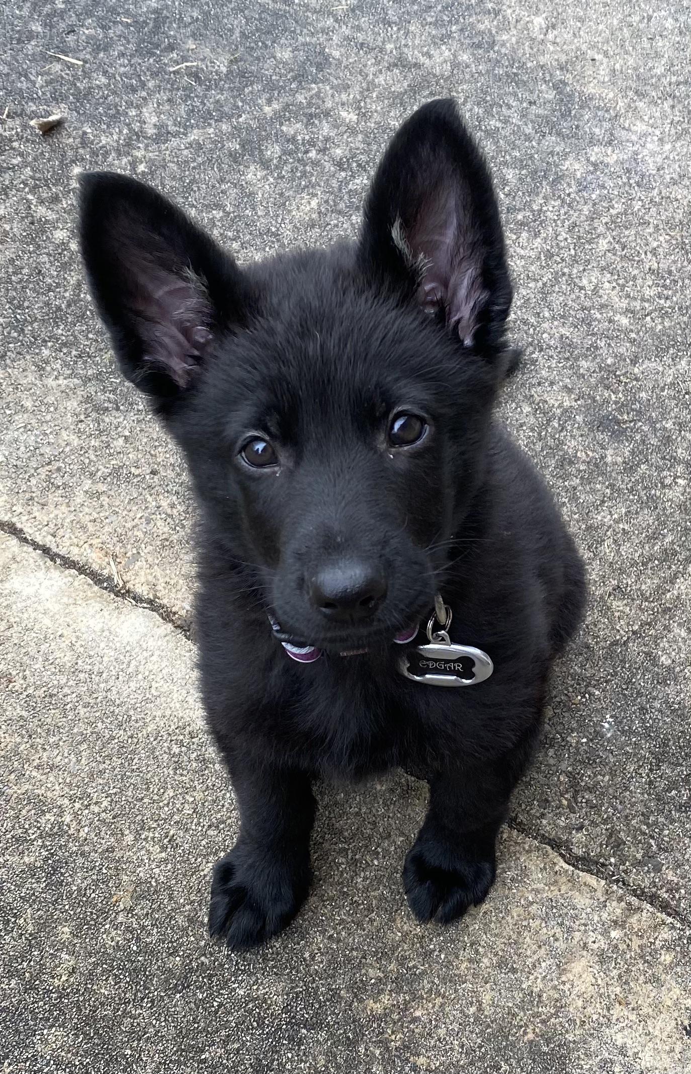 Edgar growing nicely. Now 8wks old and has the basics down. He’s a happy boy! | Scrolller