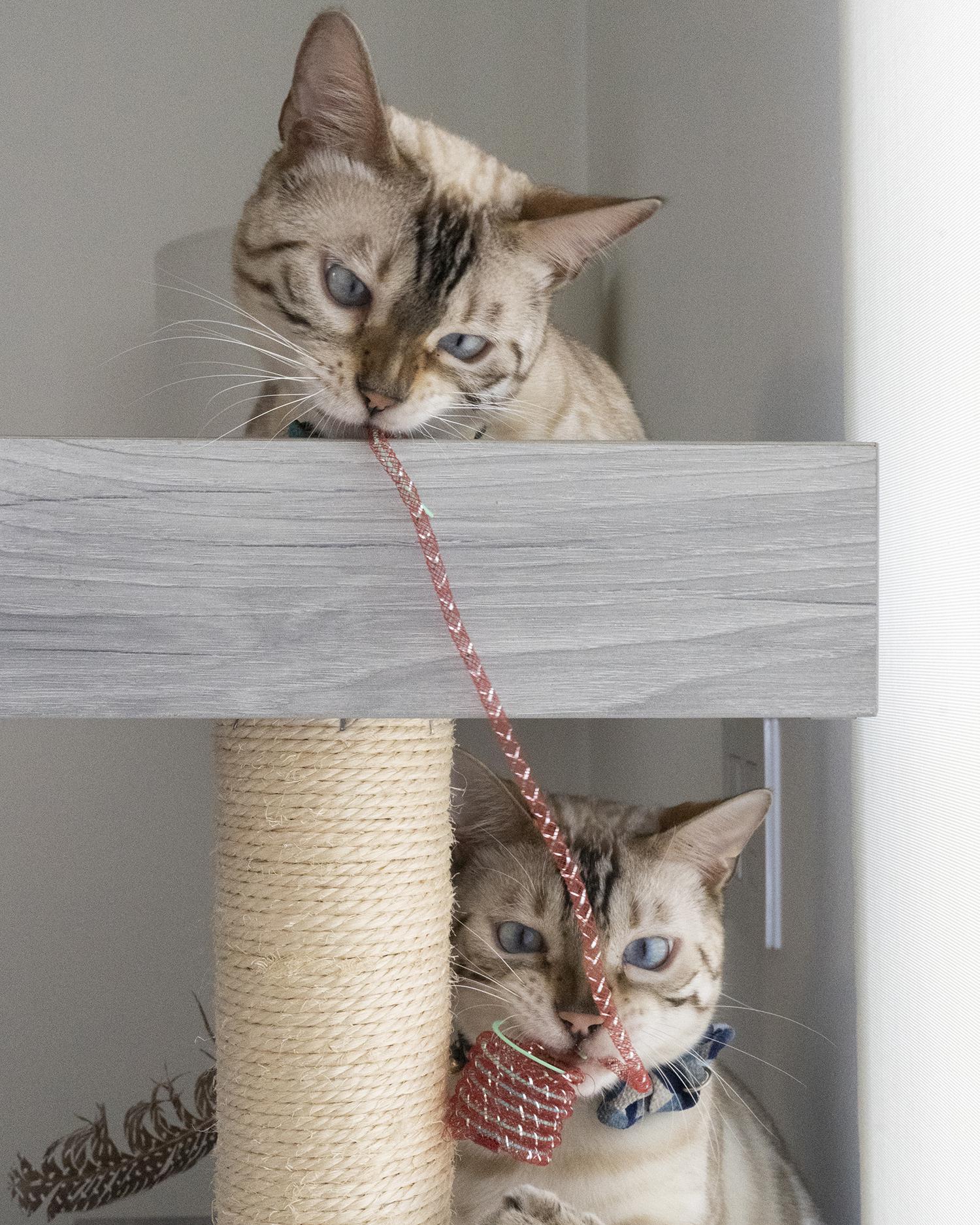 Effects of Catnip | Scrolller