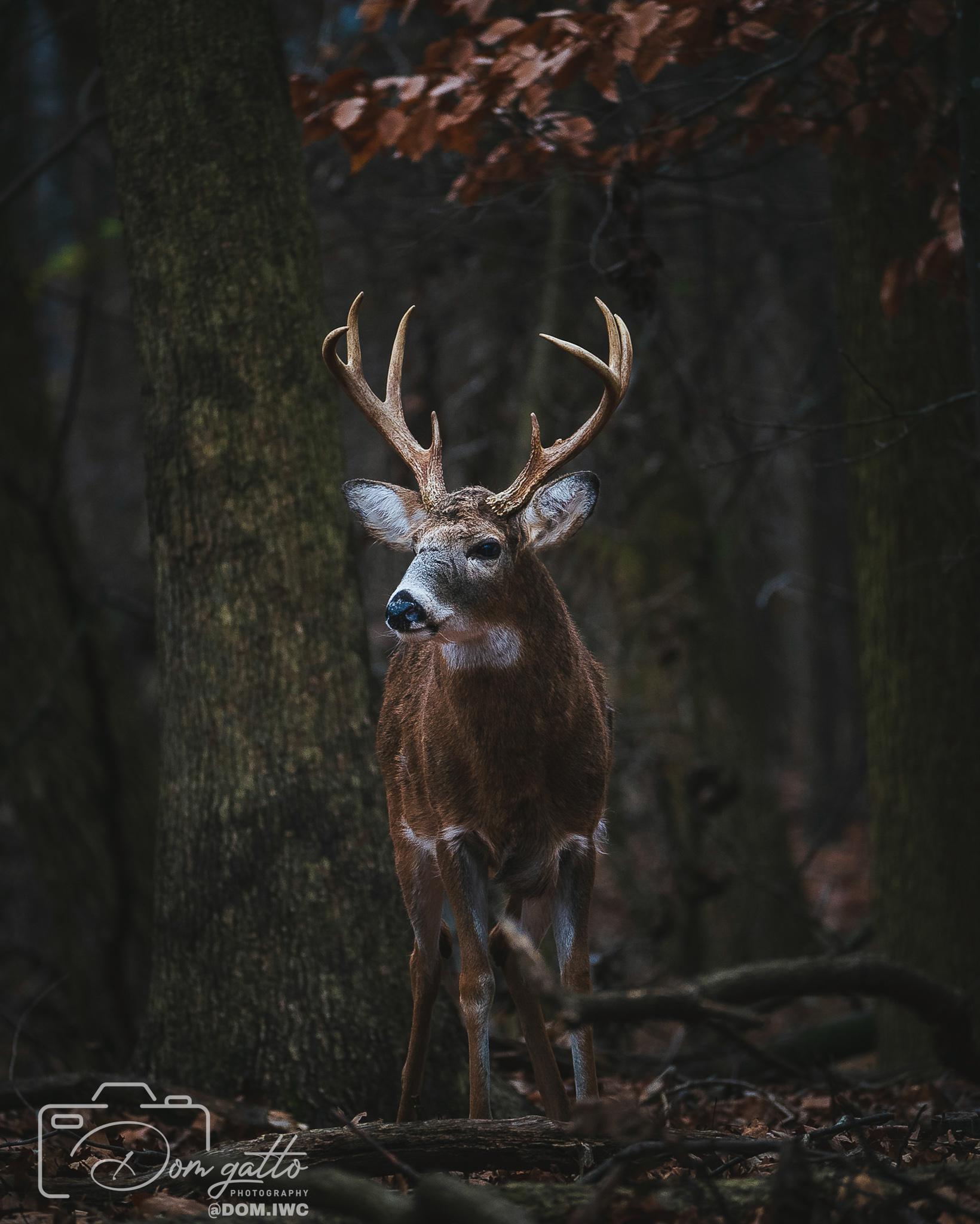 Eight Point Whitetail Buck | Scrolller