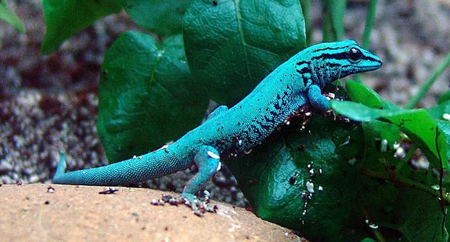 Electric Blue Day Gecko | Scrolller