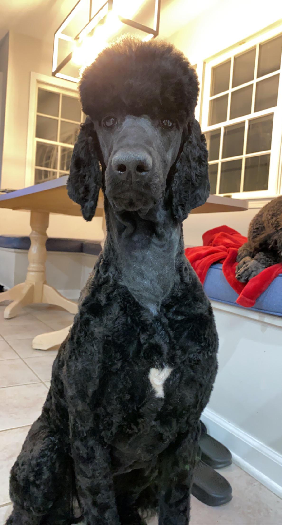 Elegant beauty she is, my lovely Vega. | Scrolller