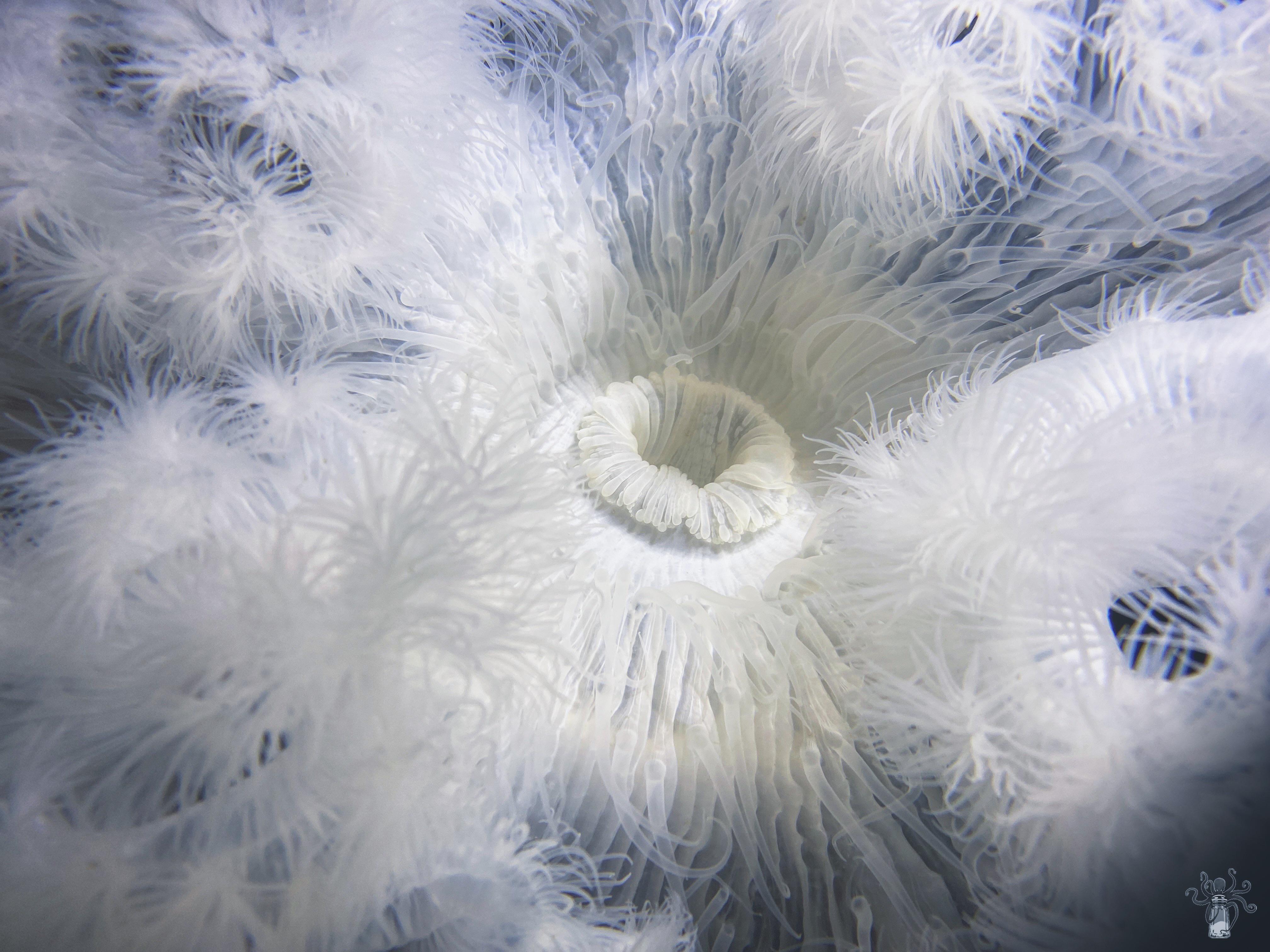 Elegant butthole | Scrolller