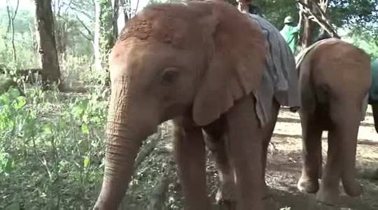 Elephants are good people | Scrolller