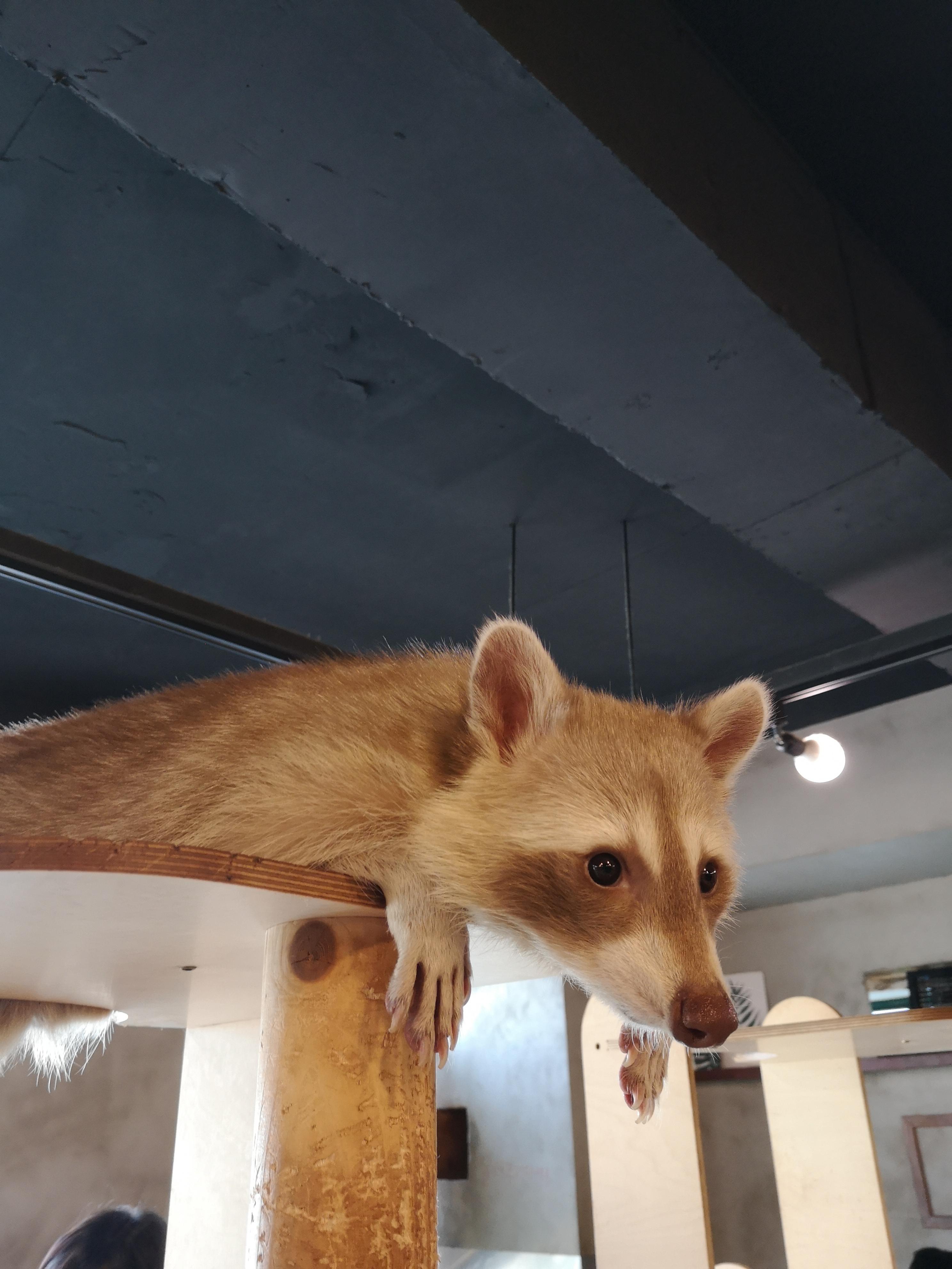 Elevated racoon sploot | Scrolller