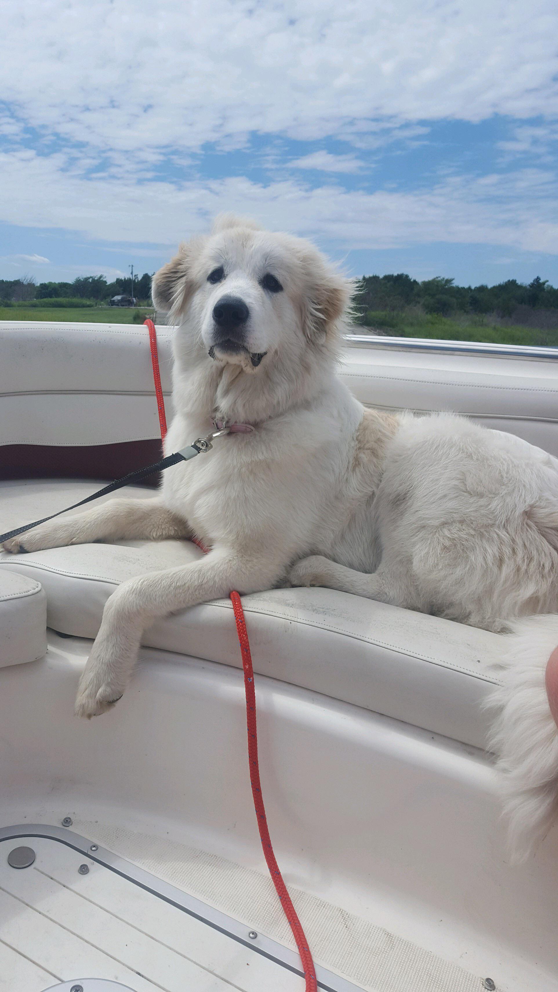 Ellie is enjoying her first boat ride! She’s absolutely in love with her first lake trip 🥰 ...