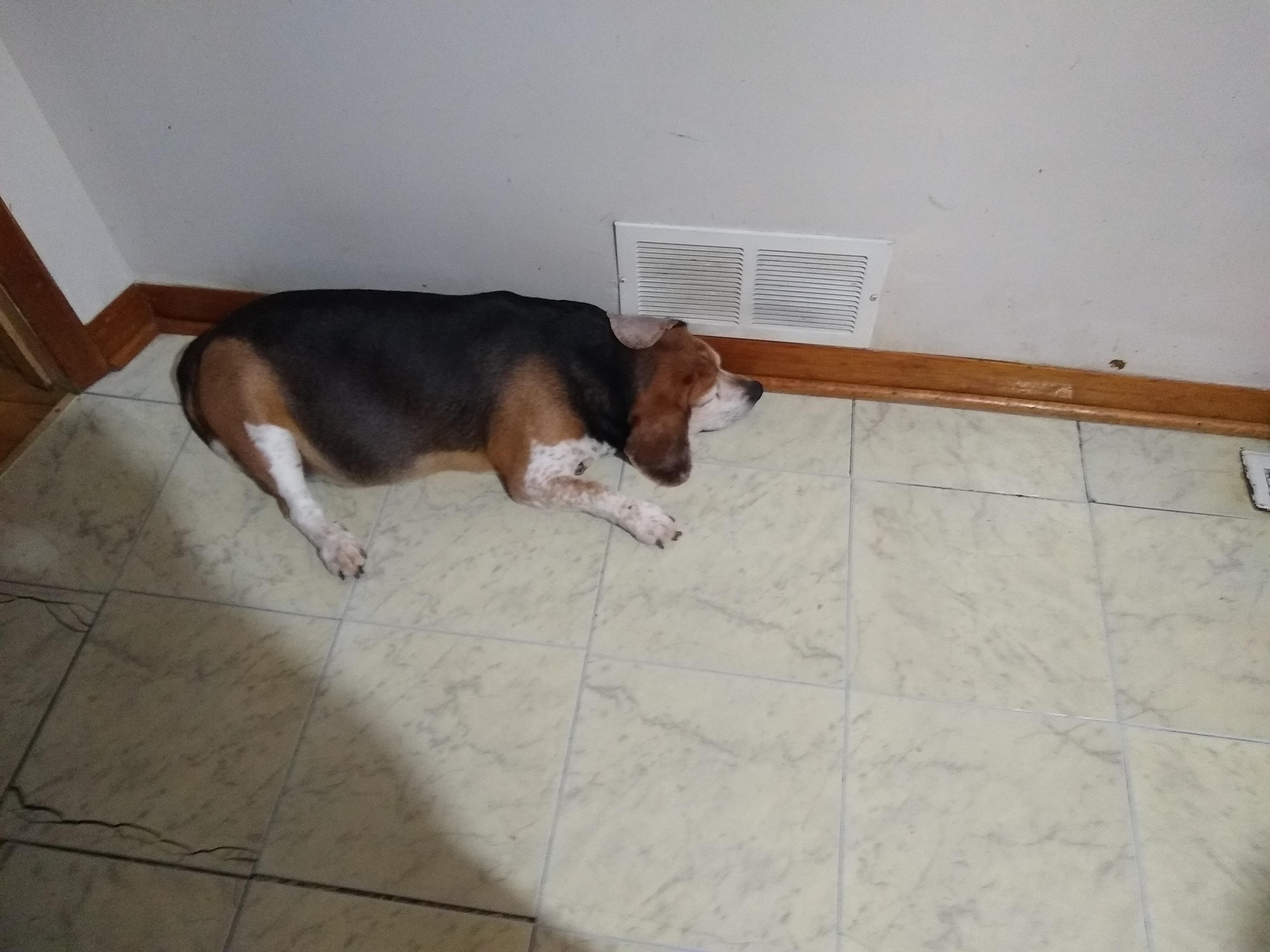 Elliot, my Beagle. | Scrolller