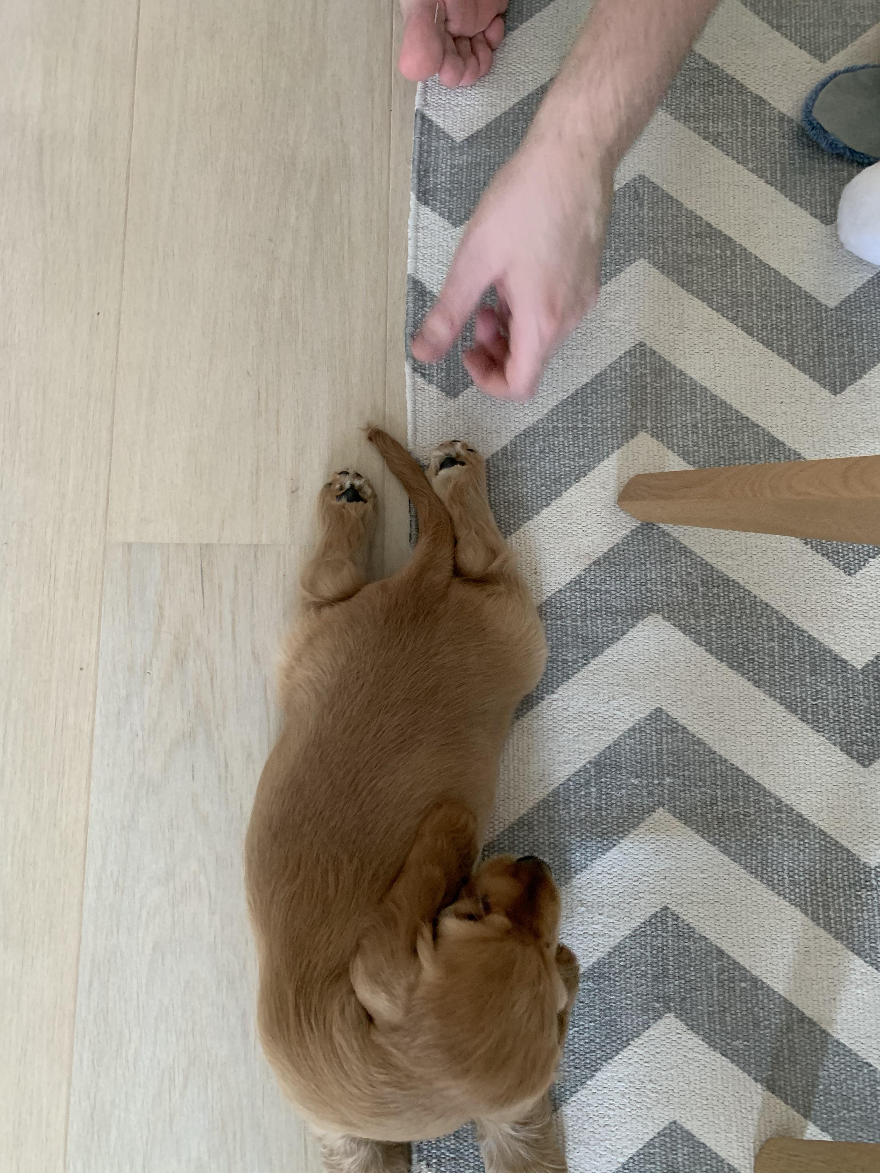 Elmo’s first ever sploot! | Scrolller