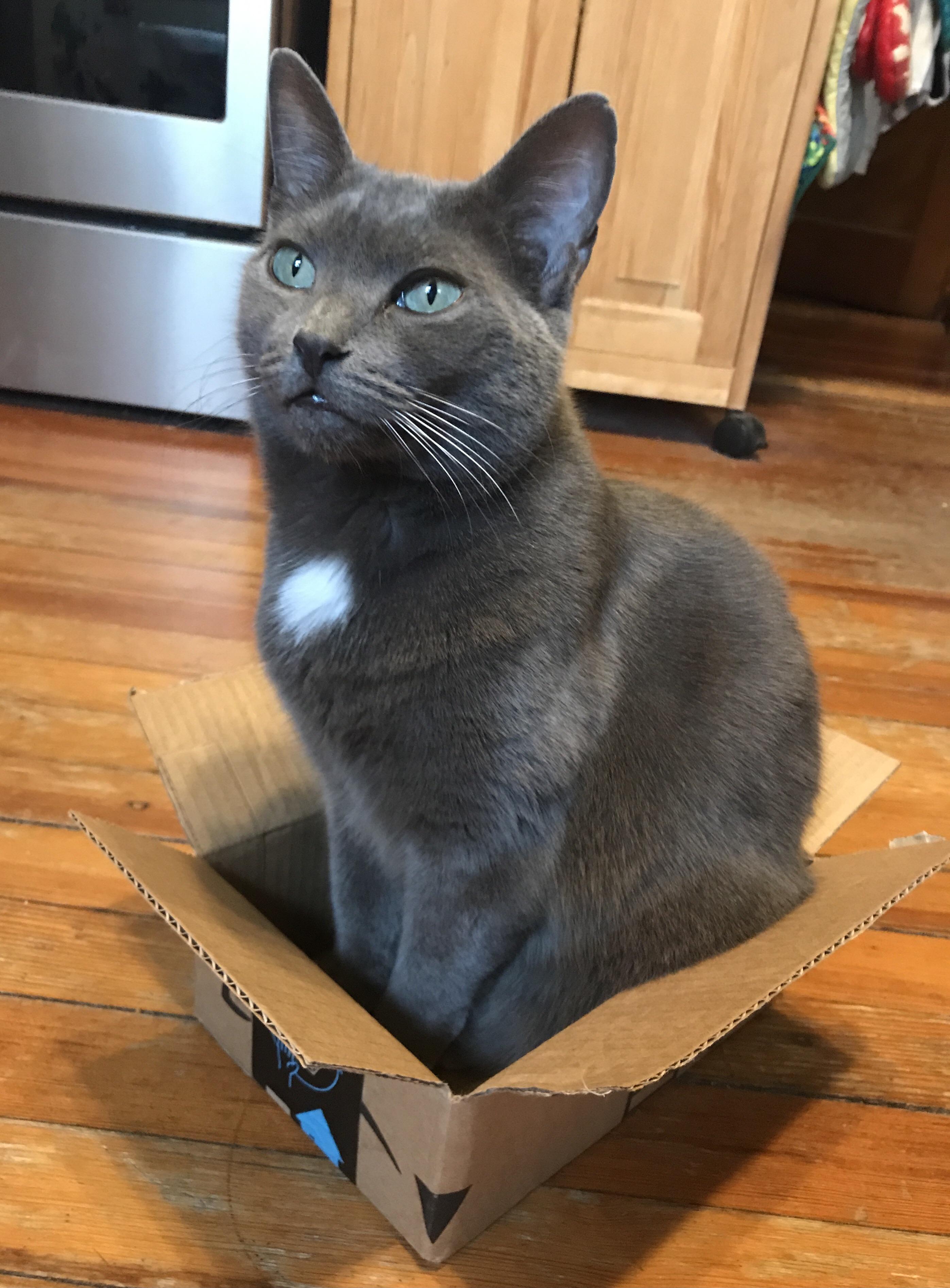 Elsie in her new box | Scrolller