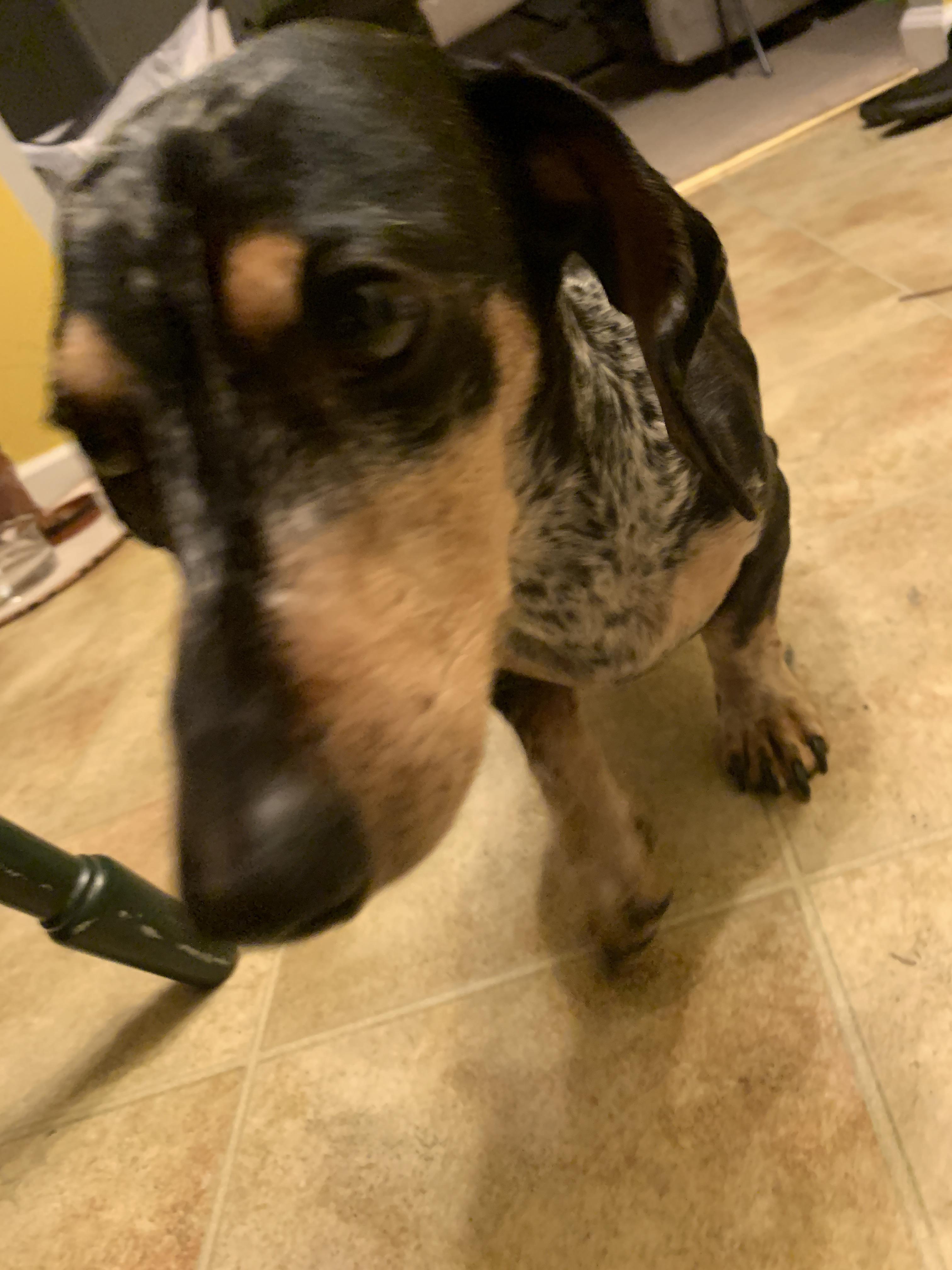 Elvis the mini dachshund - circa 2019 | Scrolller