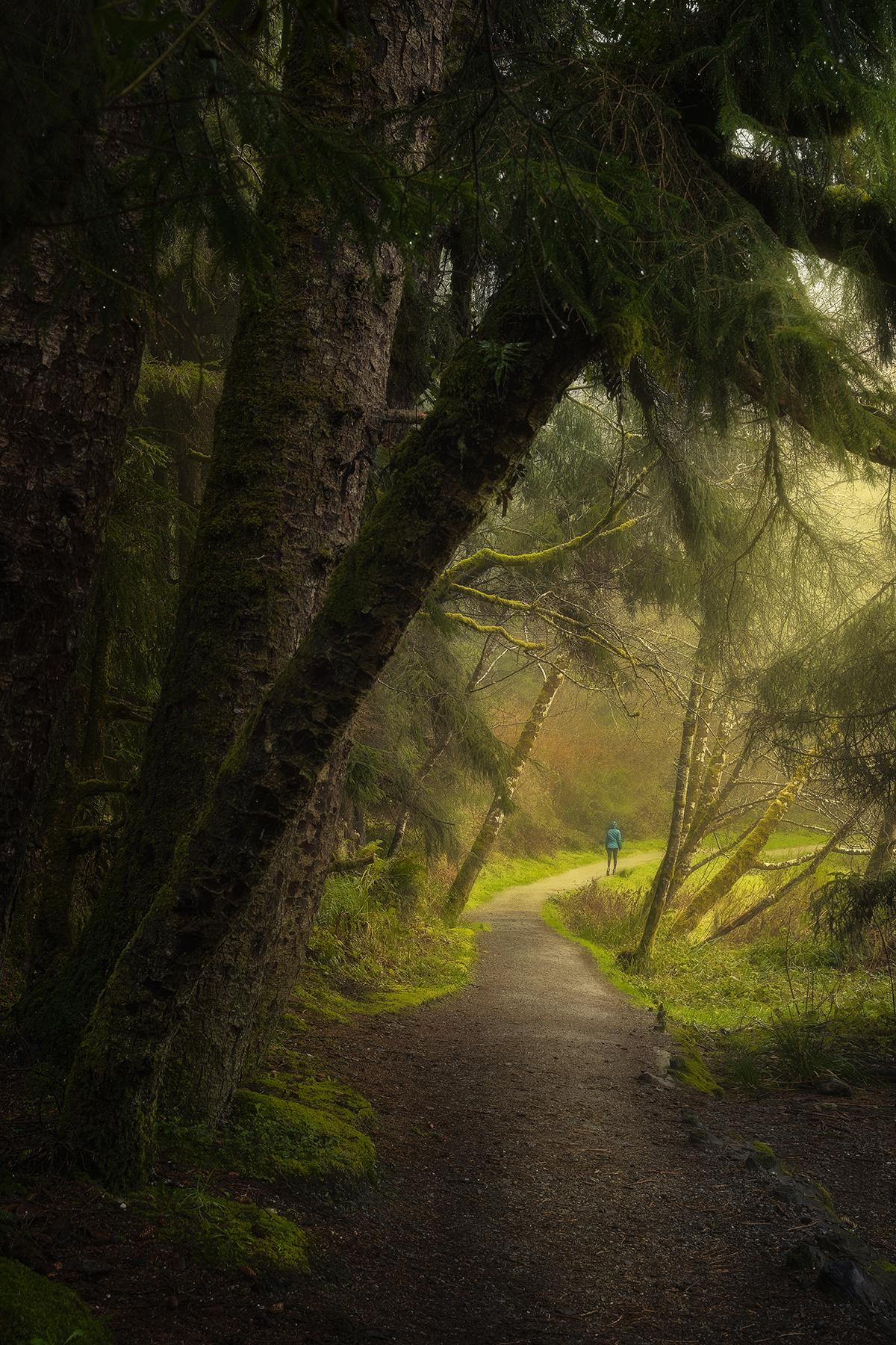 Enchanted forests of Northern California [OC] | Scrolller