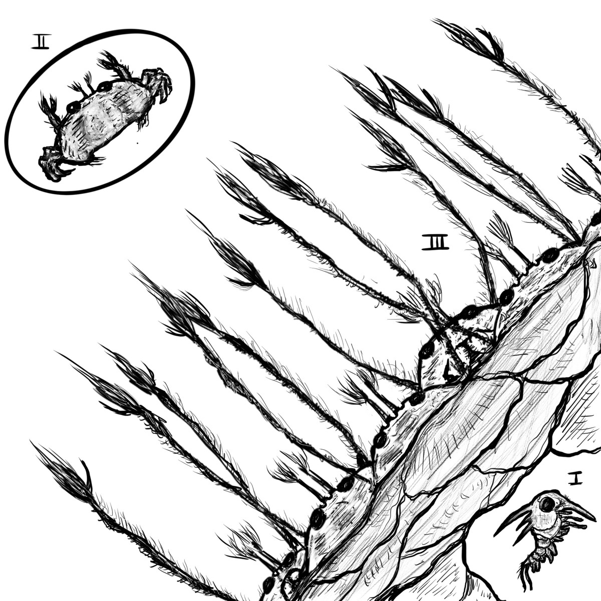 Encrusting Crab | Scrolller