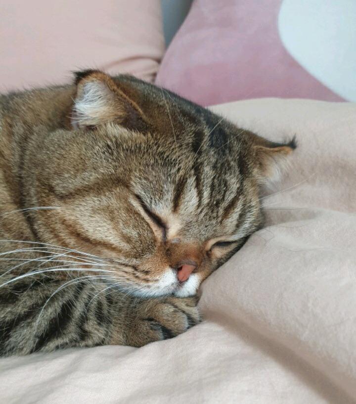 Enjoy nap time | Scrolller