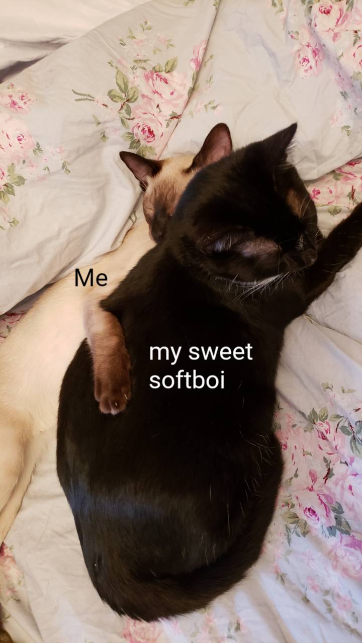 My first OC meme feat. my cats | Scrolller