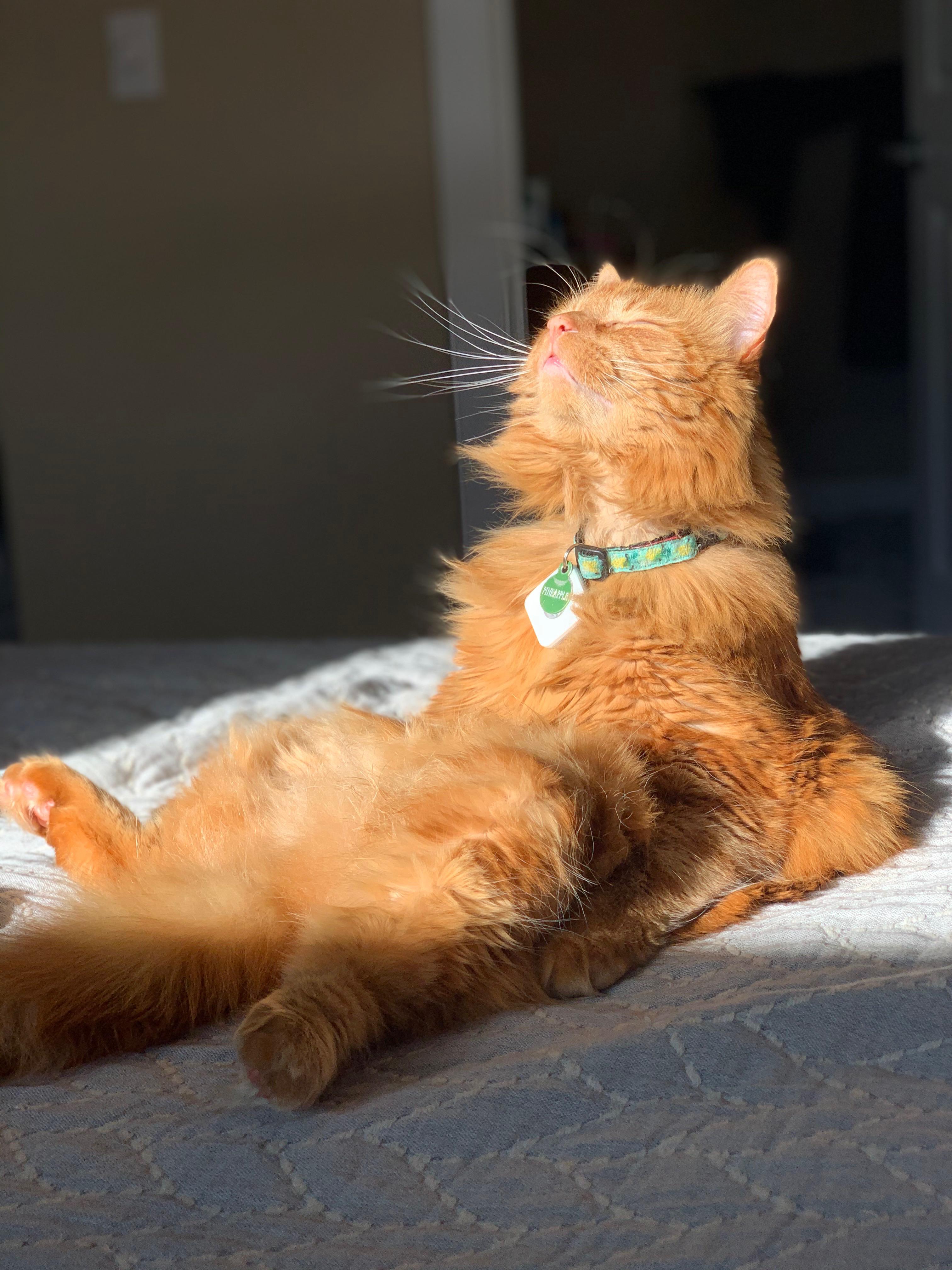 Enjoying a sun beam...in a odd pose. | Scrolller