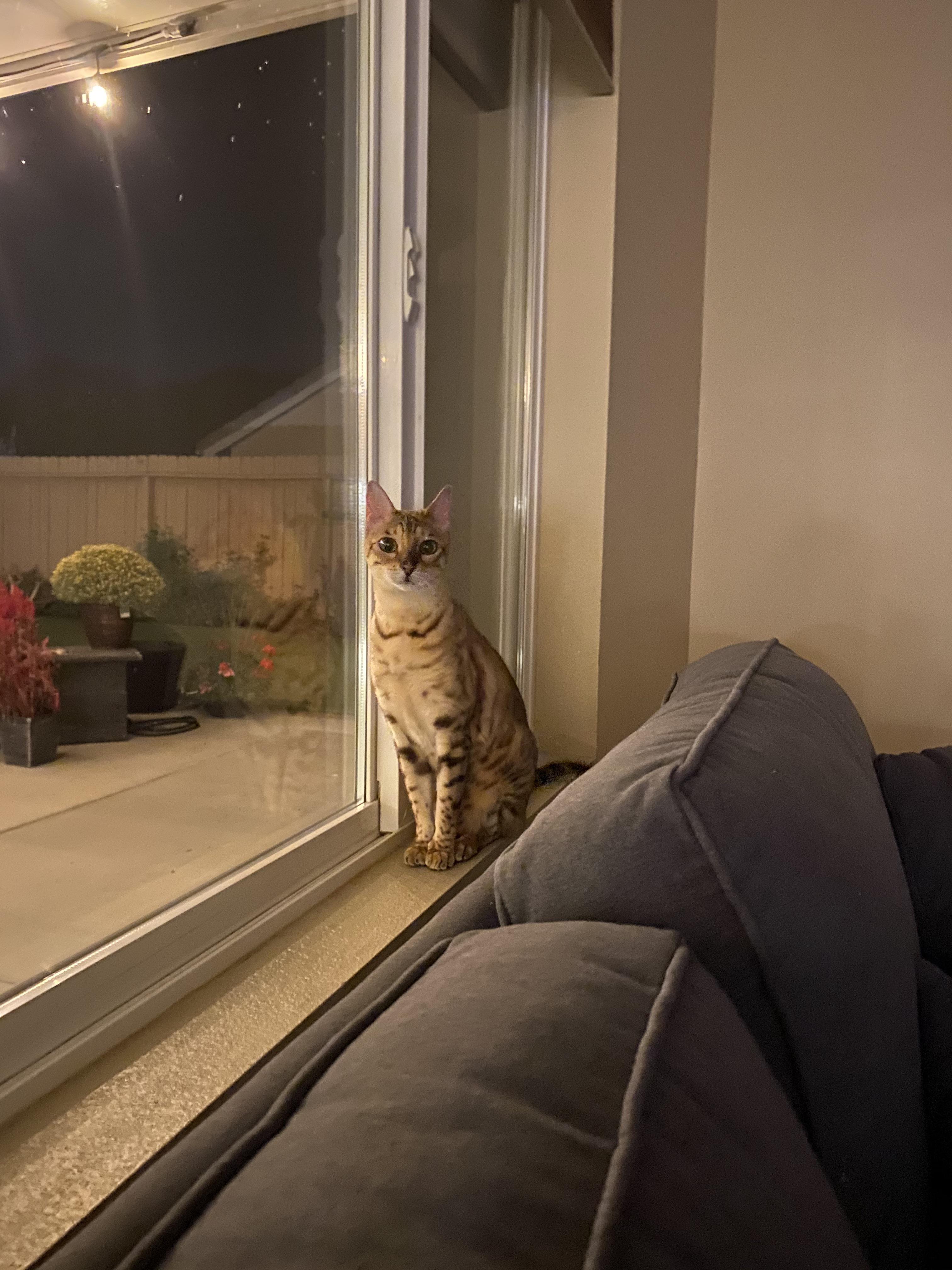 Enjoying the new house. | Scrolller