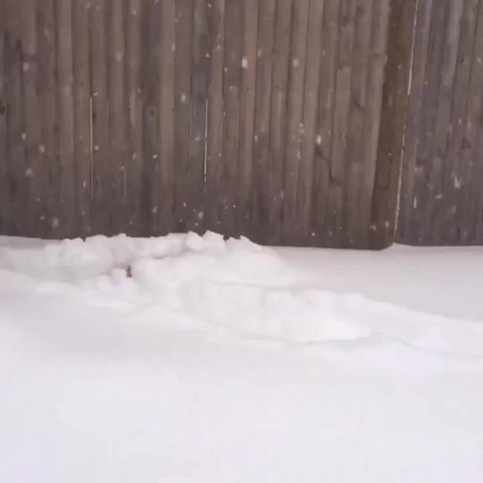 Enjoying the snow | Scrolller