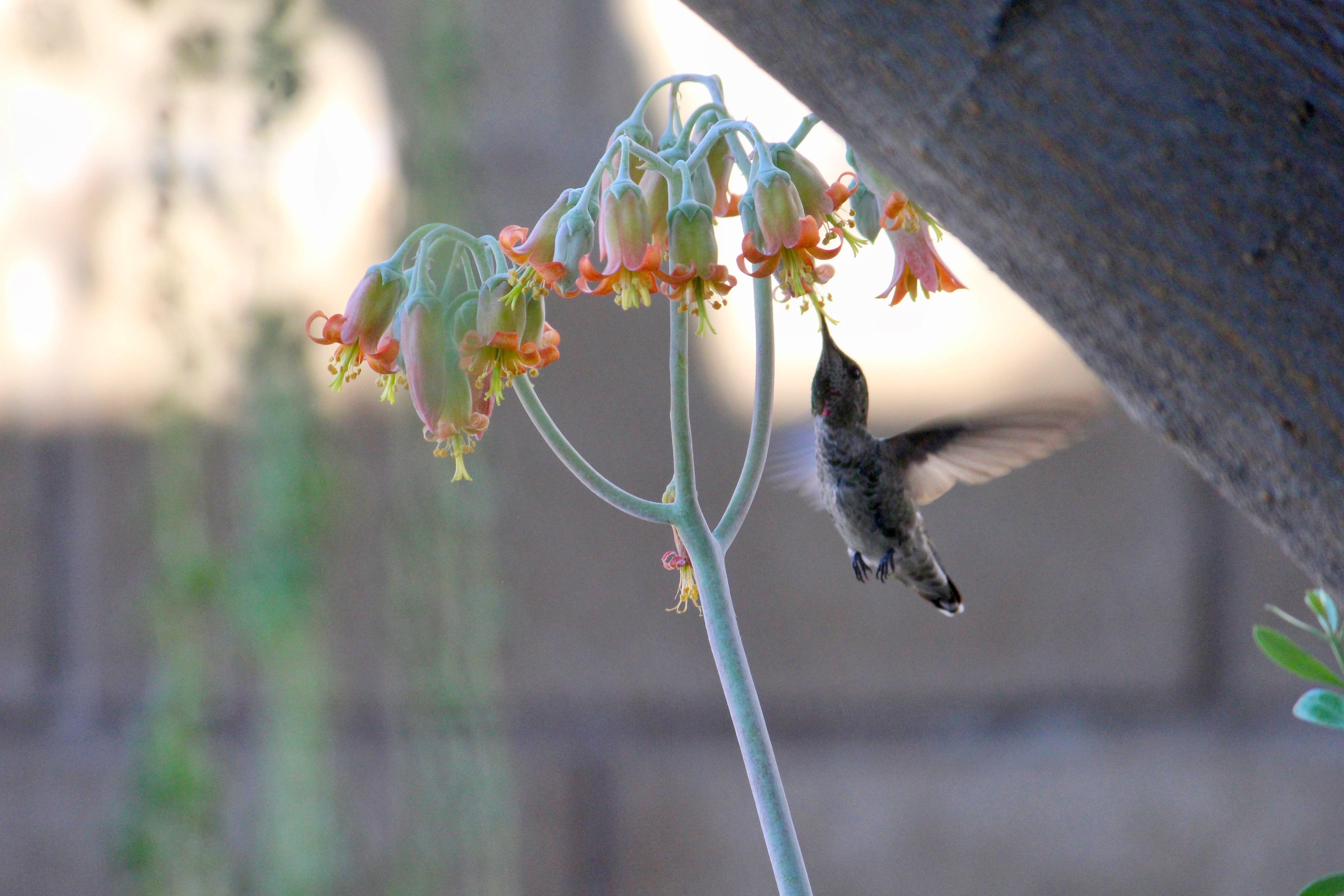 Enjoying the succulent blooms 😍 | Scrolller