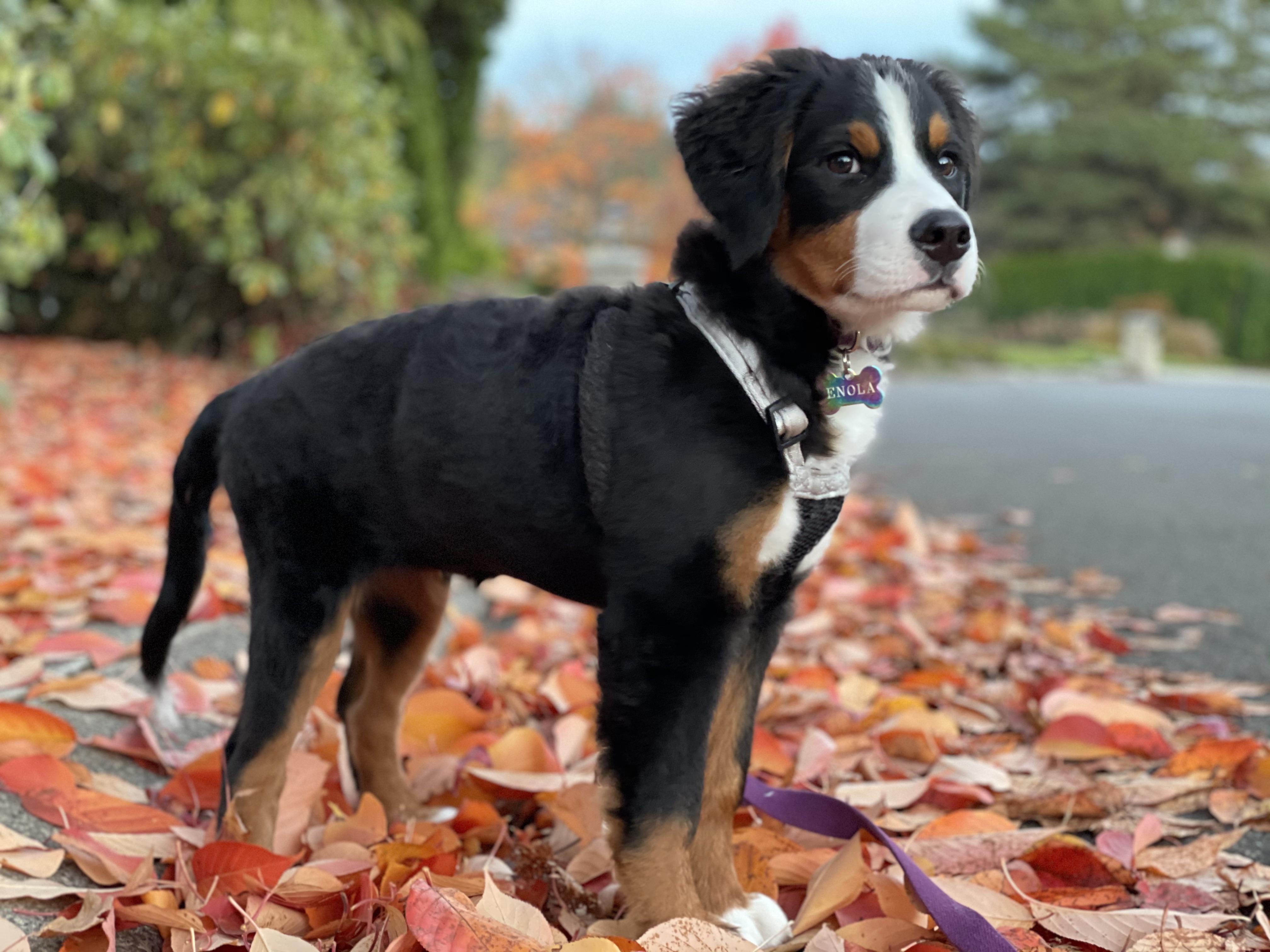 Enola’s first Fall walk! | Scrolller