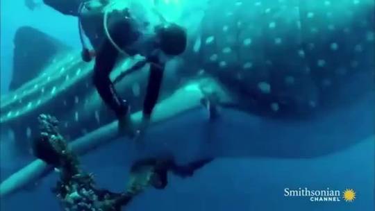 Enslaving a whale shark | Scrolller