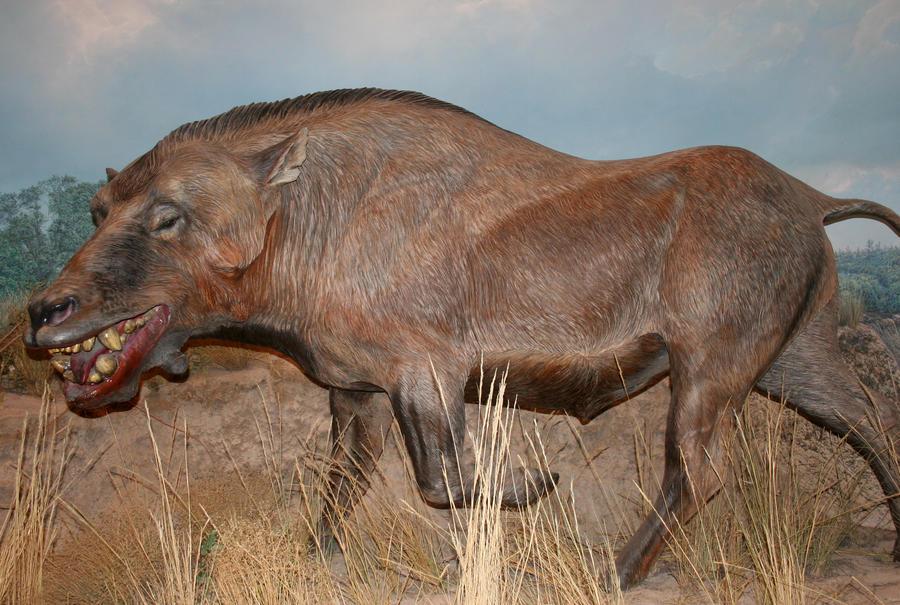Entelodont, a prehistoric anthracothere (hippos and whales) also known as the 'hell pig' or ...