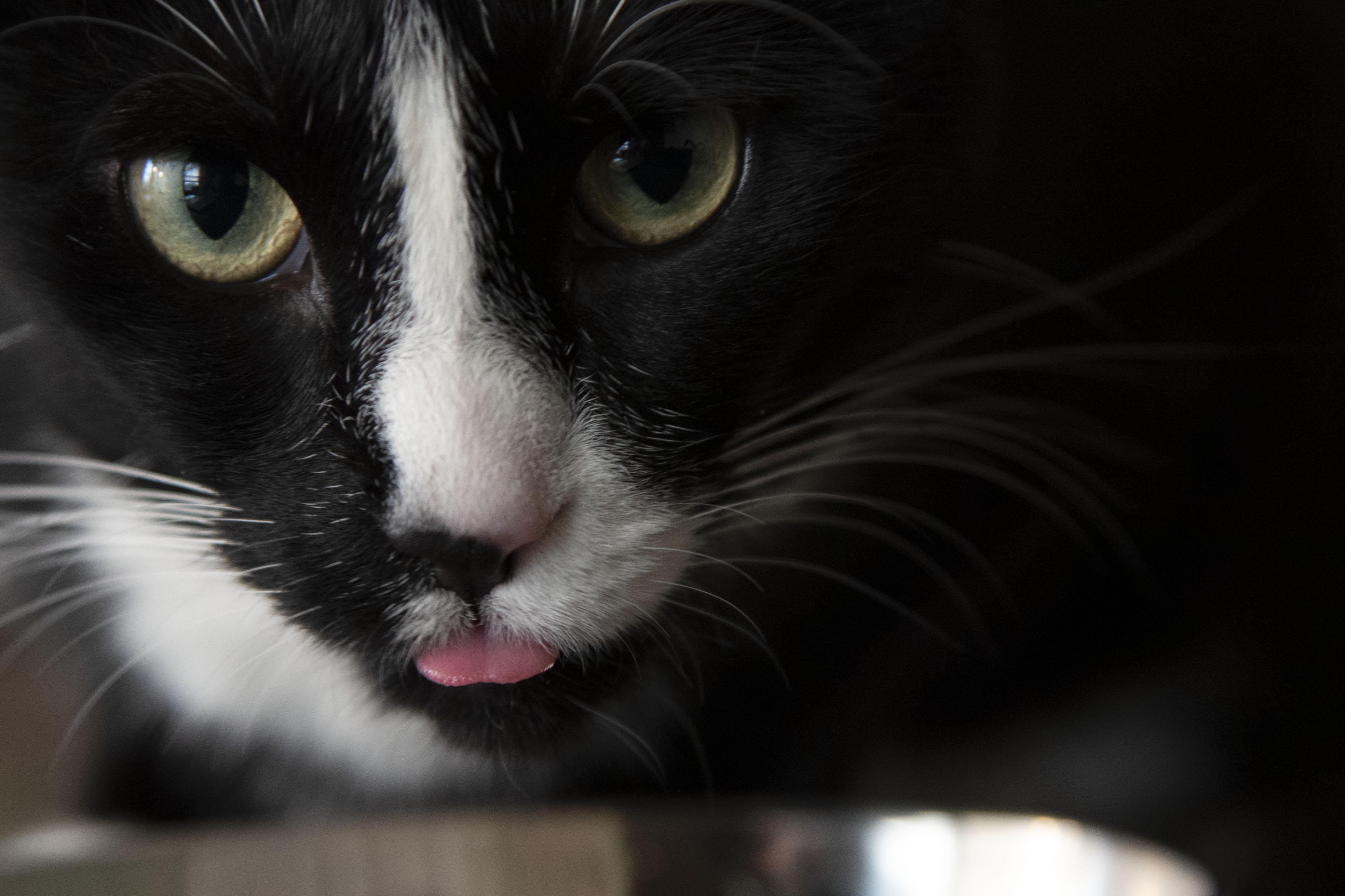 Enzo coming in hot with the blep | Scrolller