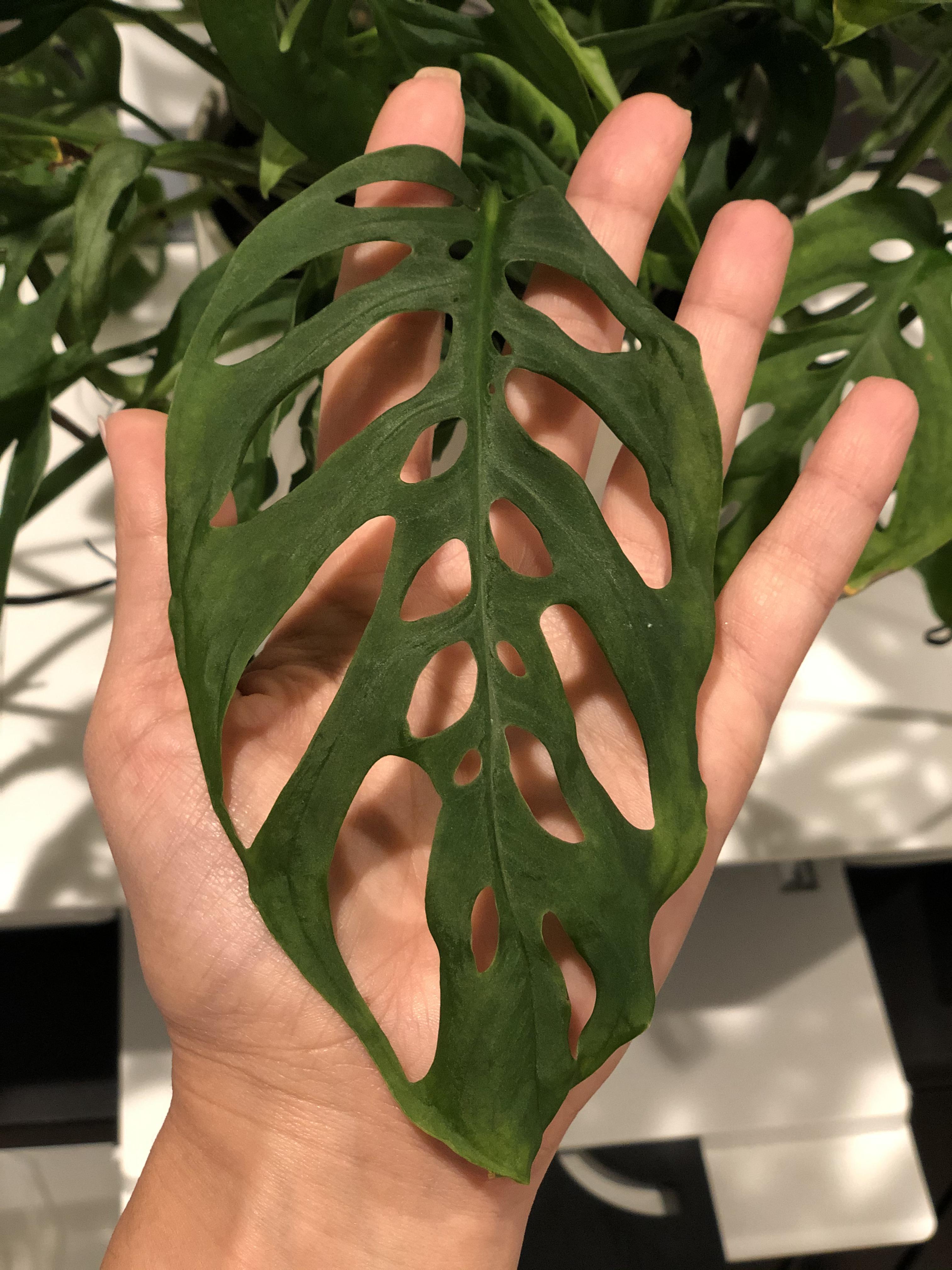 epic adansonii leaf :D | Scrolller