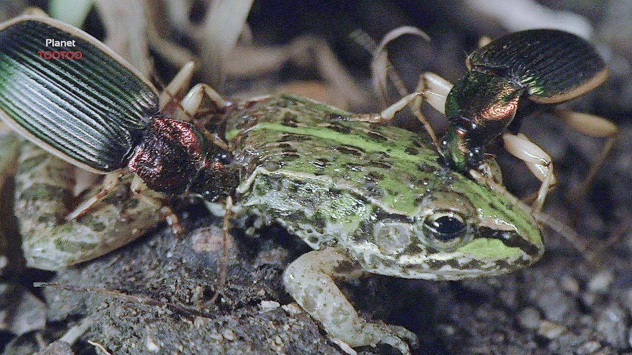 Epomis beetles as well as their larvae capture and eat frogs in an interesting prey/predator ...