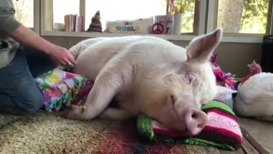 Esther loves getting her tummy rubbed | Scrolller