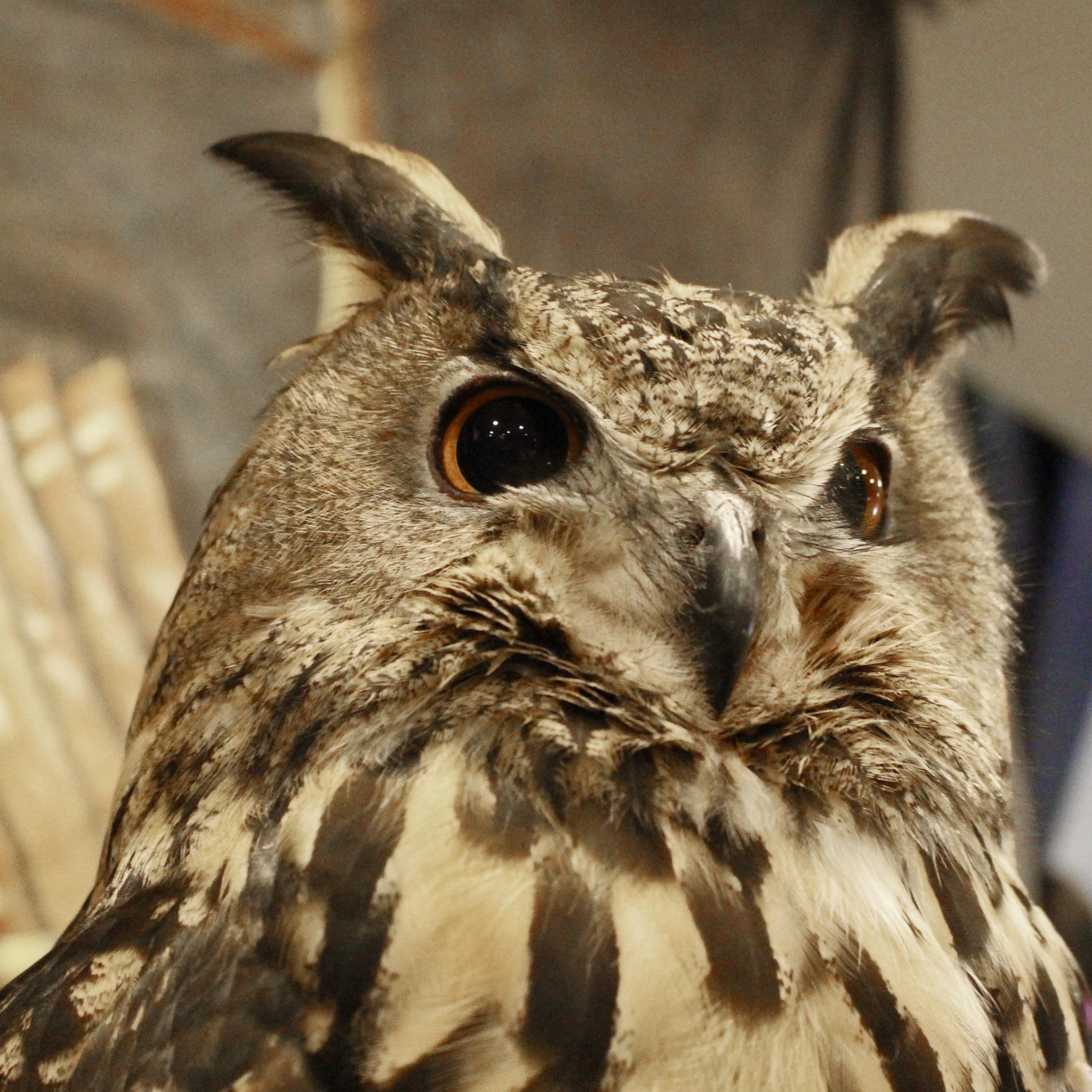 Eurasian Eagle Owl named Phoenix. | Scrolller
