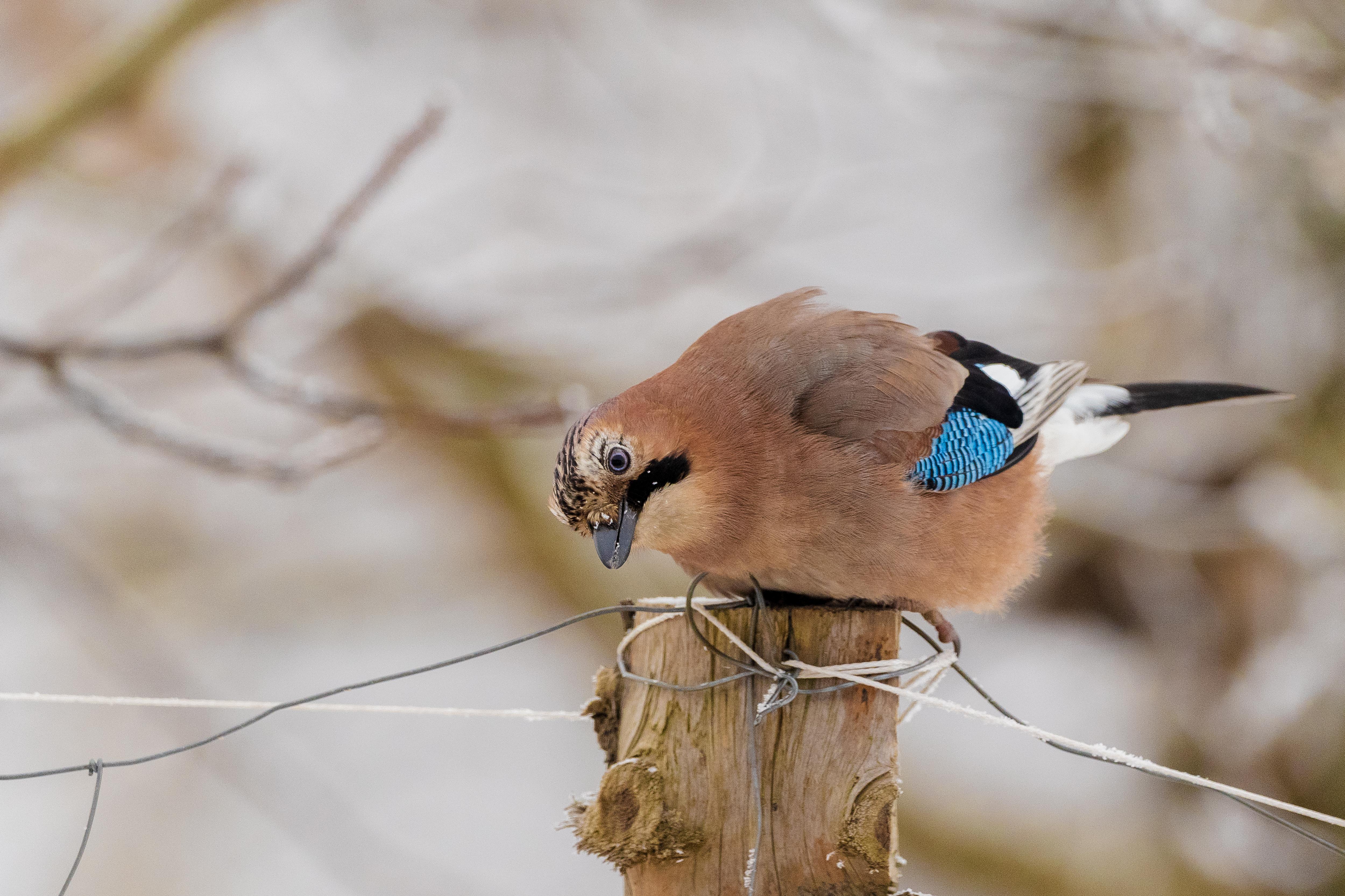 Eurasian jay near our birdhouse | Scrolller