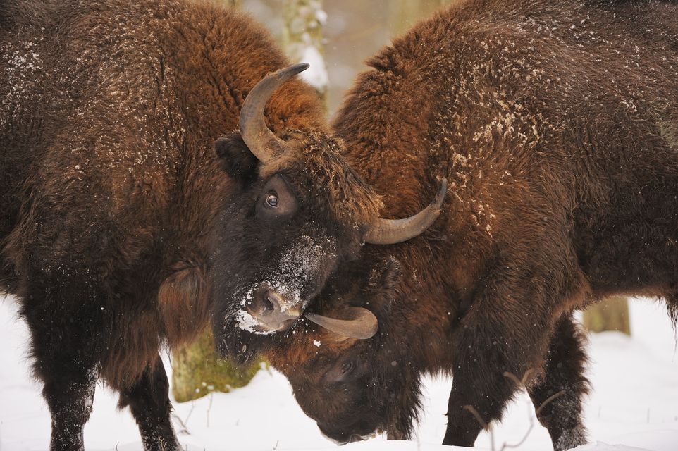 European bison confrontation. Credit to Stefano Unterthiner | Scrolller