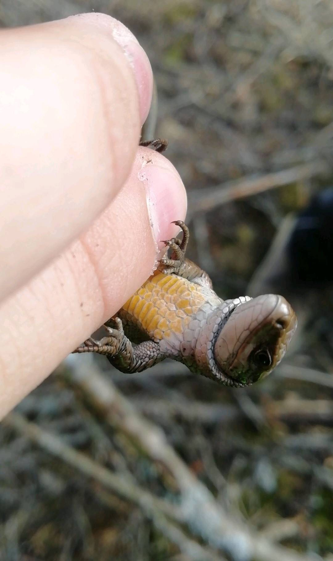 Even lizards can be cute.☺️ It wasnt harmed. | Scrolller