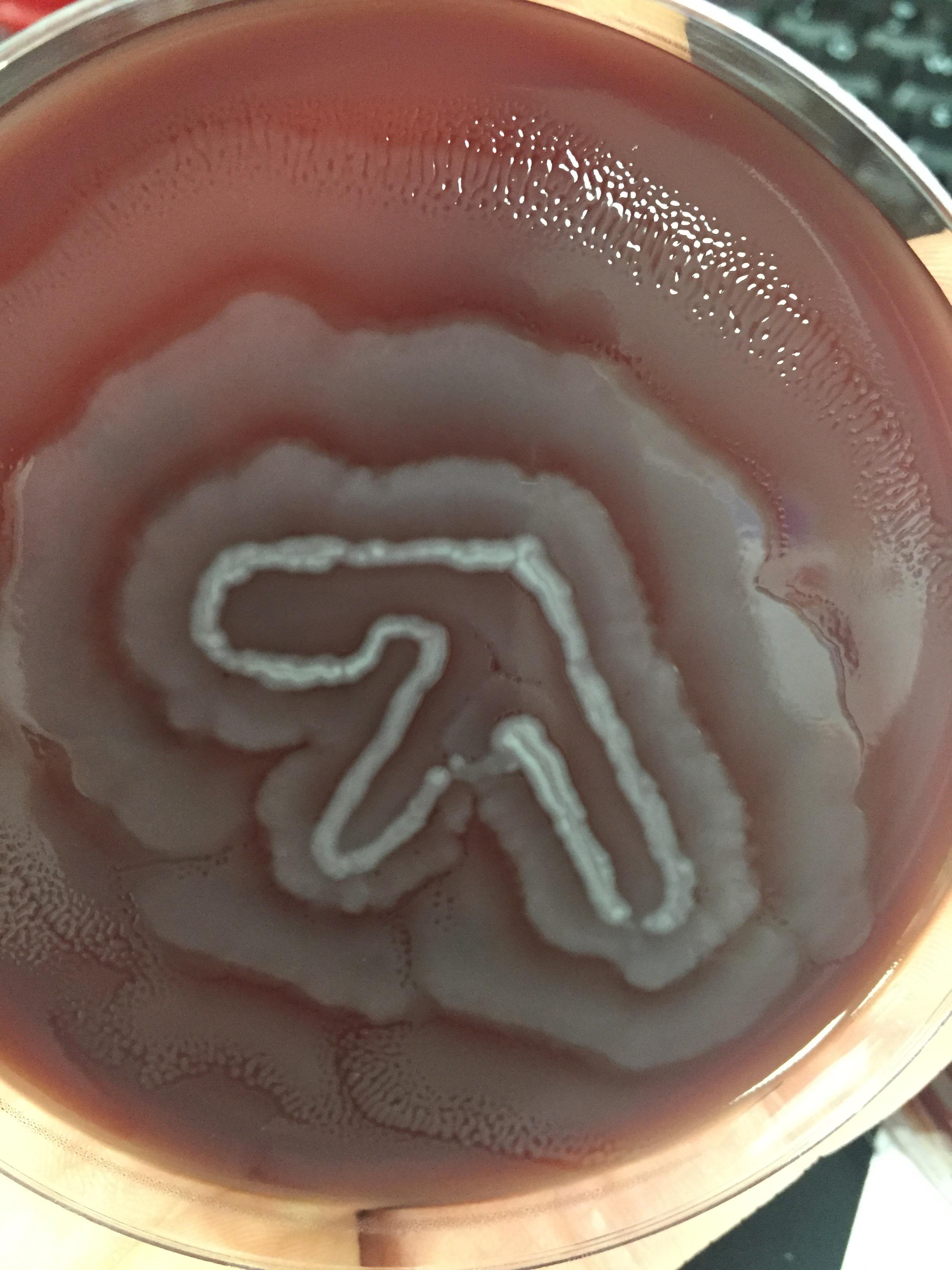 even my bacteria loves Richard | Scrolller