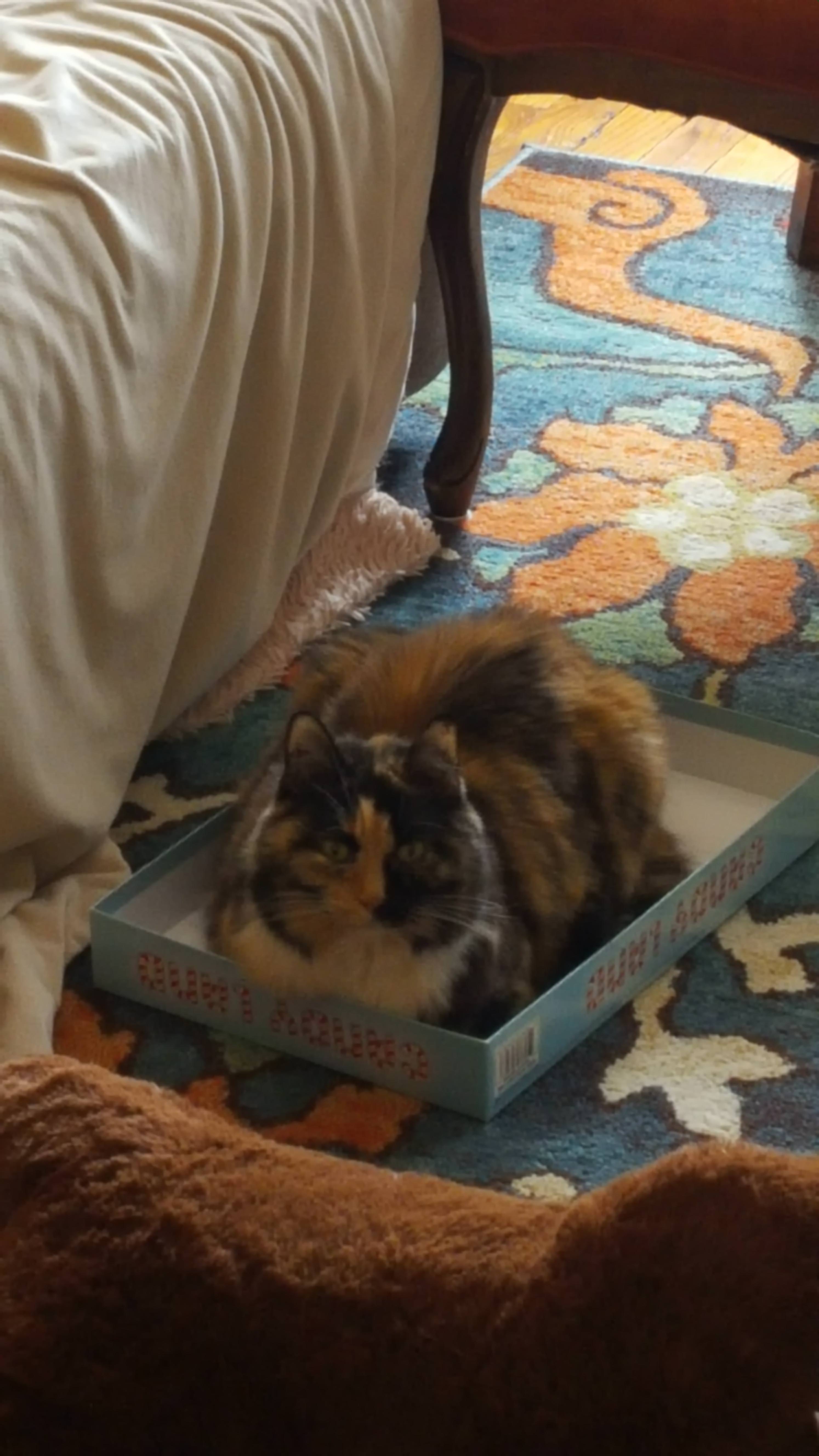 even the shallow traps work | Scrolller