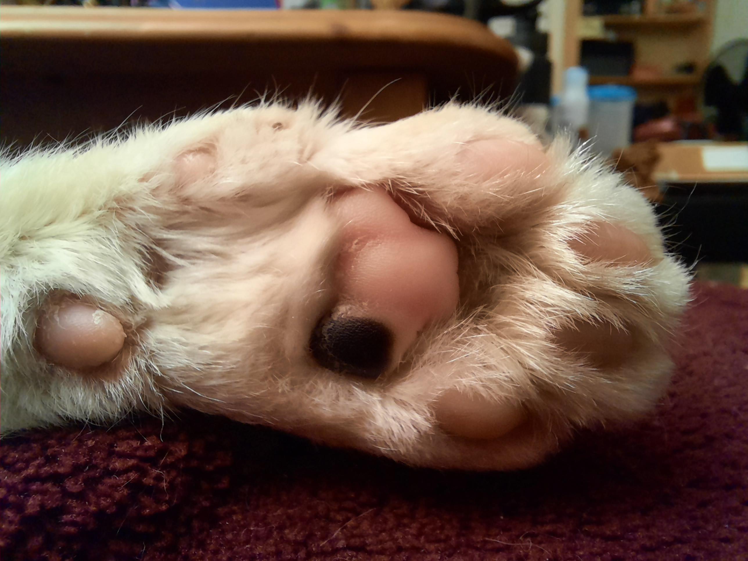 Even the smallest paws make a big impact | Scrolller