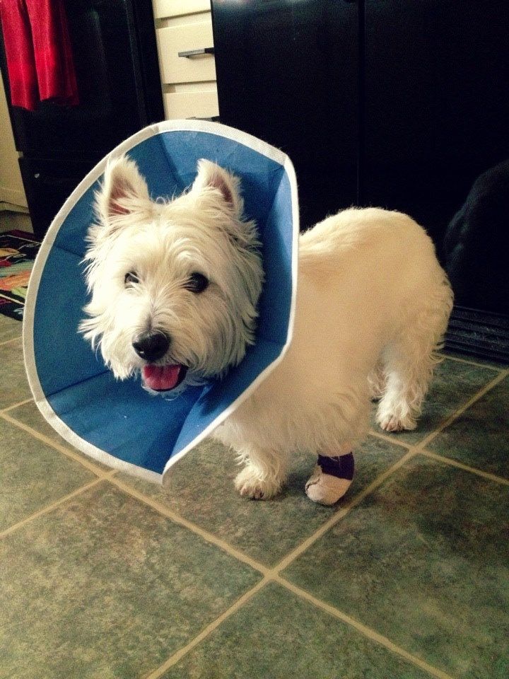 Even with a cone around his head, my westie is a trooper! | Scrolller