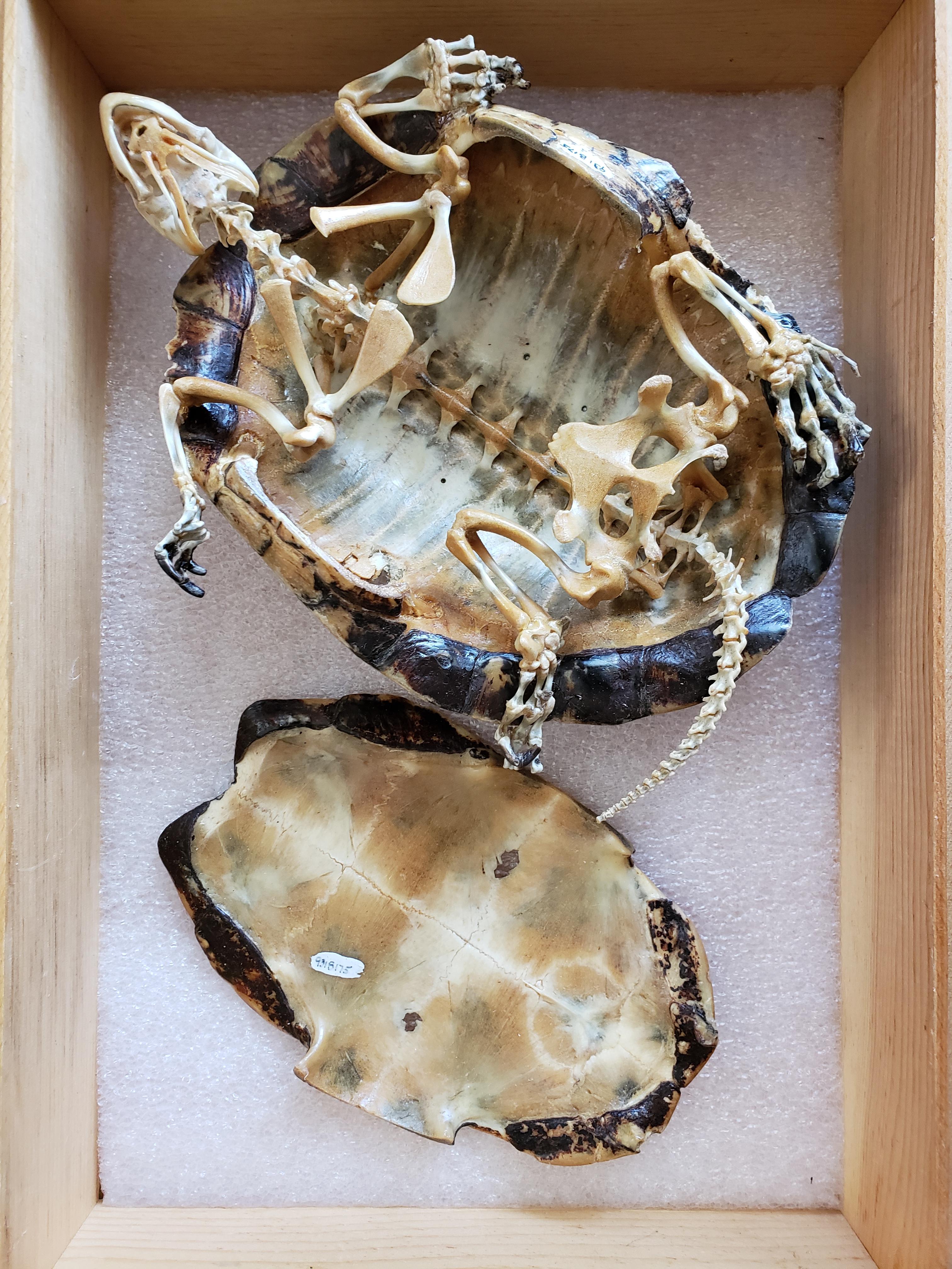 Ever wonder how a turtle works? | Scrolller