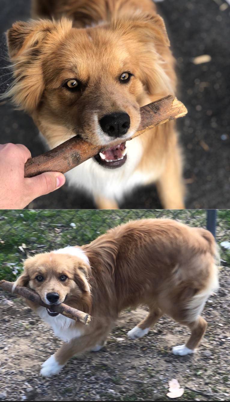 Every Day After School The Neighbor Girl Brings Him A Stick He Loves