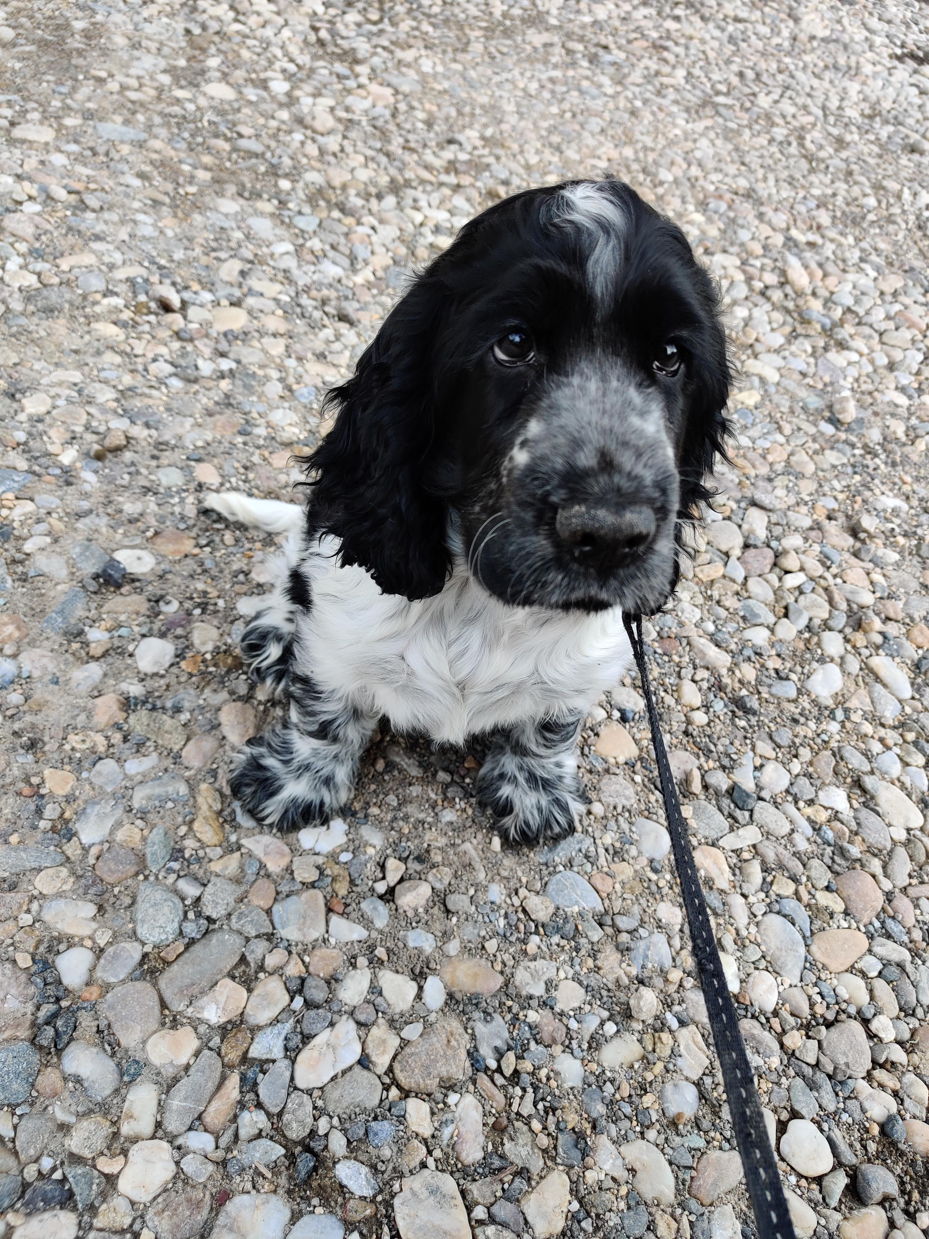 Everybody meet Olive | Scrolller