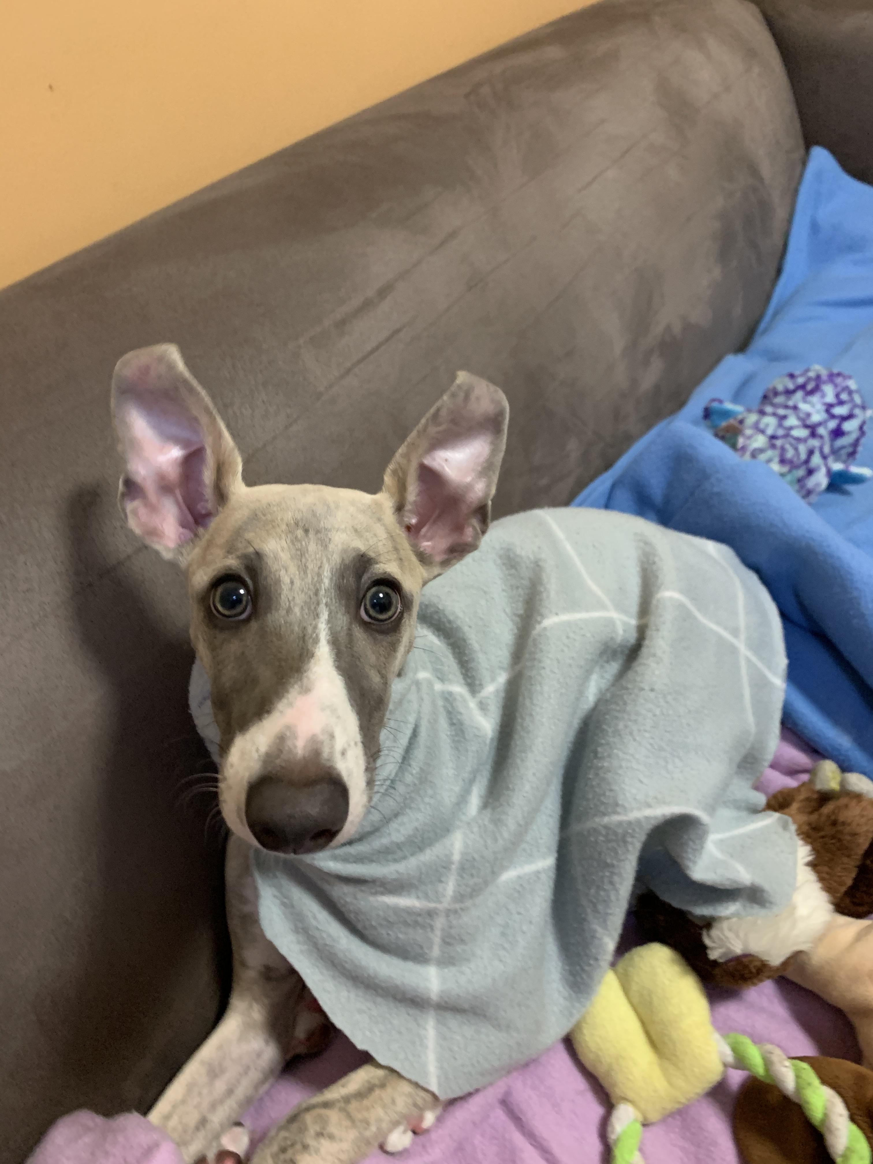 Everyone, meet Little Ziggy. | Scrolller