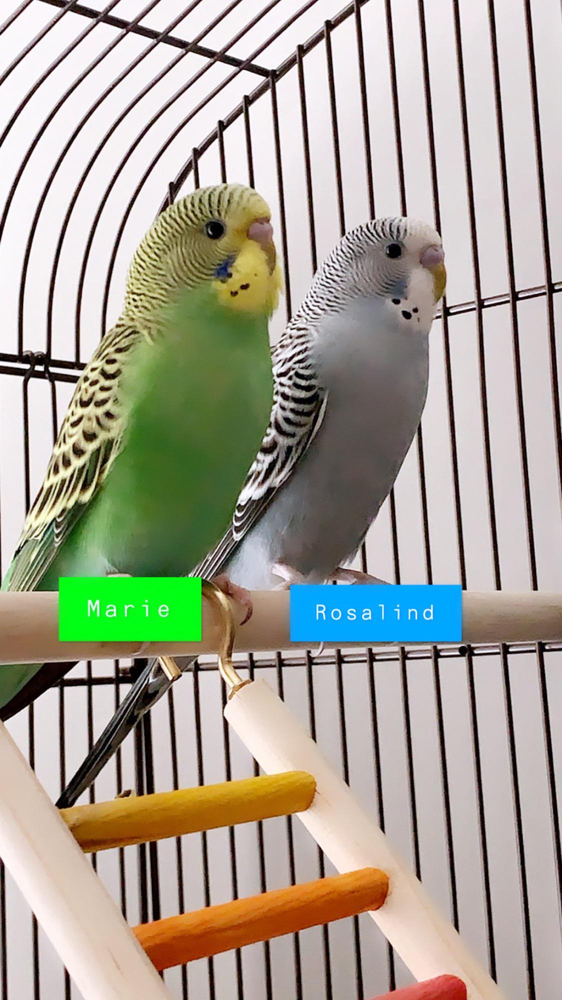 Everyone meet Marie and Rosalind! Paying homage to some of our fave women scientists! | Scrolller