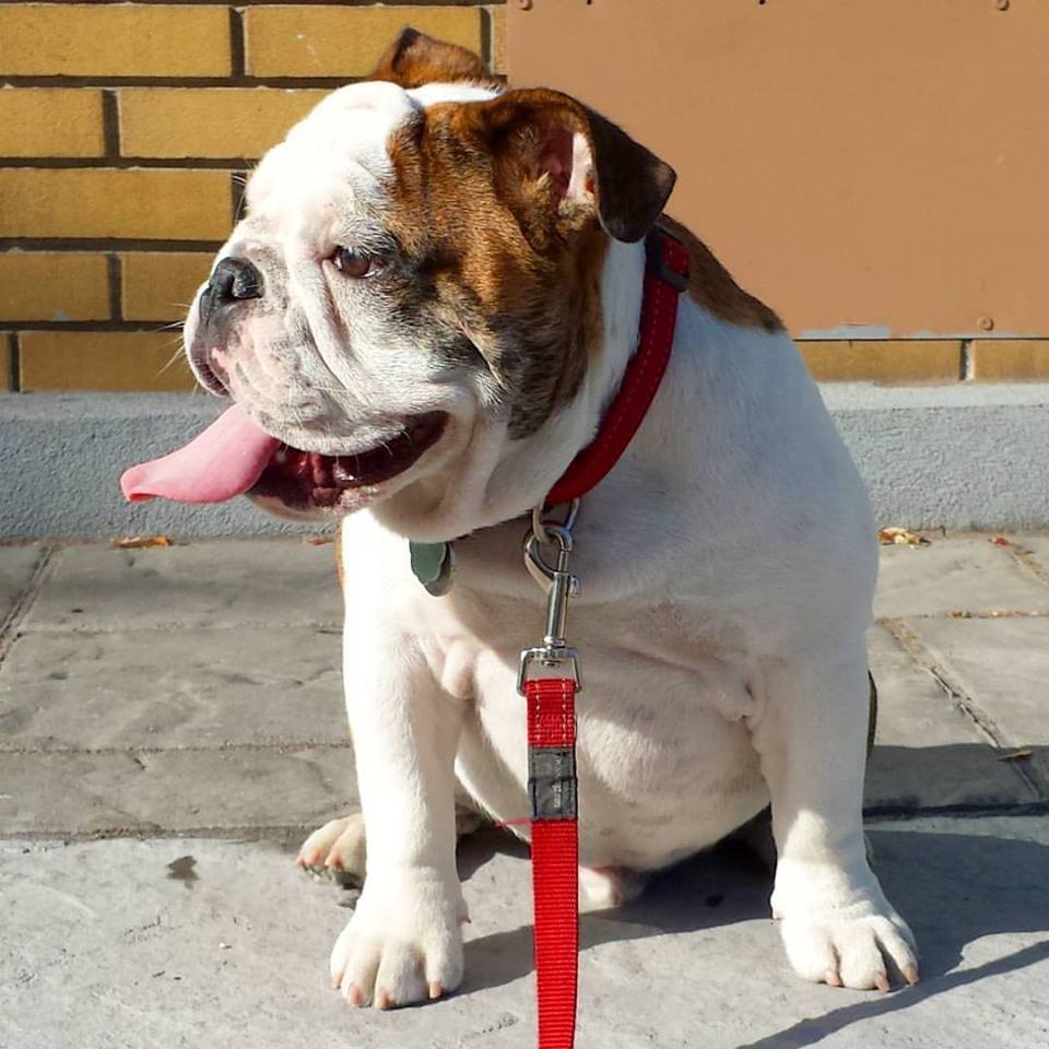 Everyone meet Mr Chubby :) | Scrolller