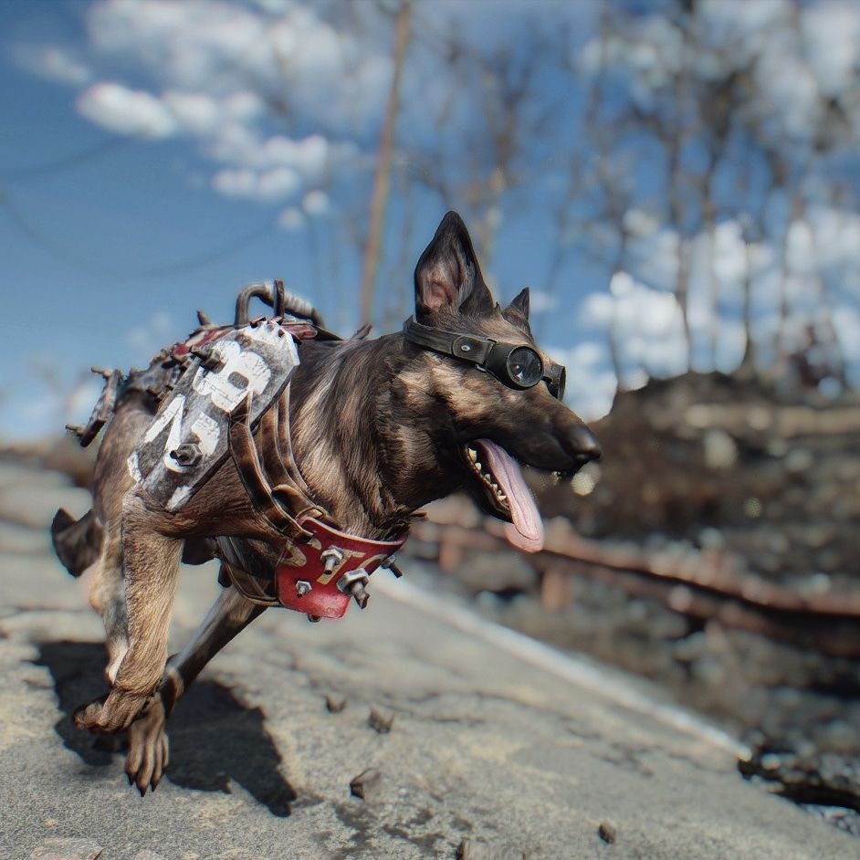 Everyones favorite post-apocalyptic german shepard | Scrolller