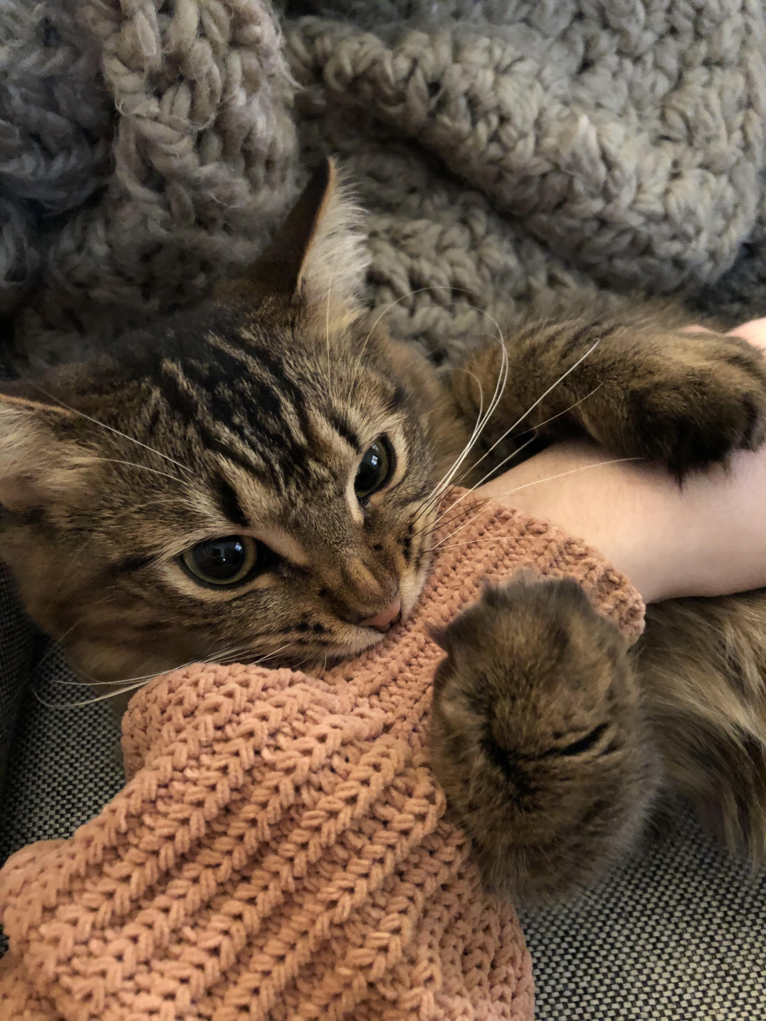 Exceeded maximum belly scratch capacity | Scrolller Exceeded maximum belly scratch capacity | Scrolller