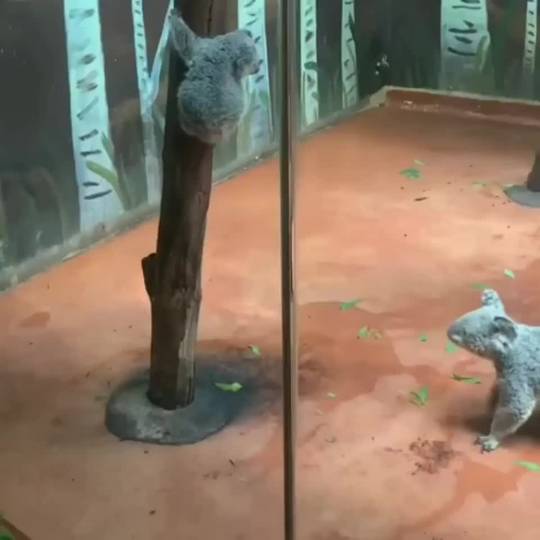 Excellent spotting technique. | Scrolller